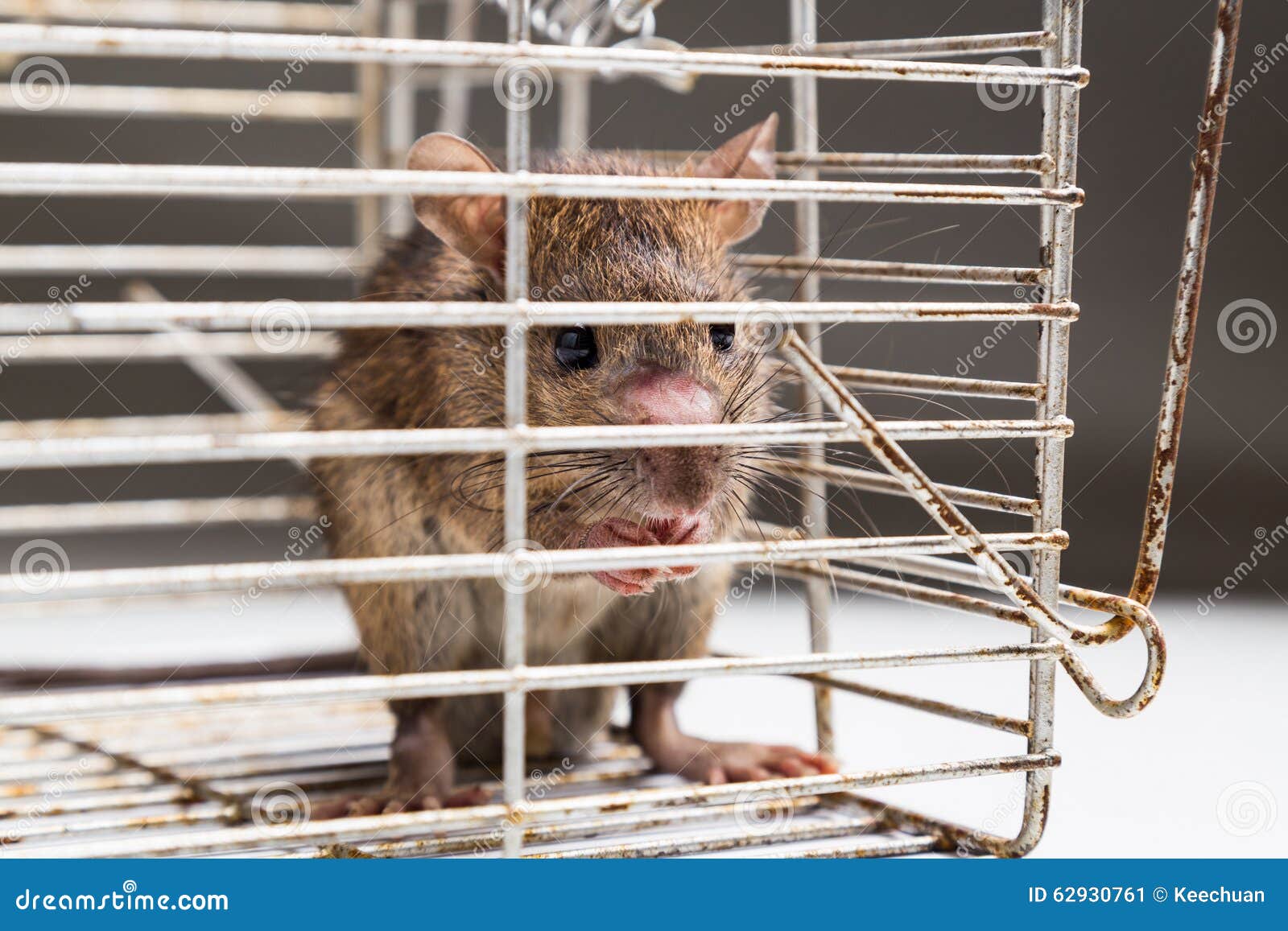Close Up of Anxious Rat Trapped in Metal Cage Stock Image - Image of ...