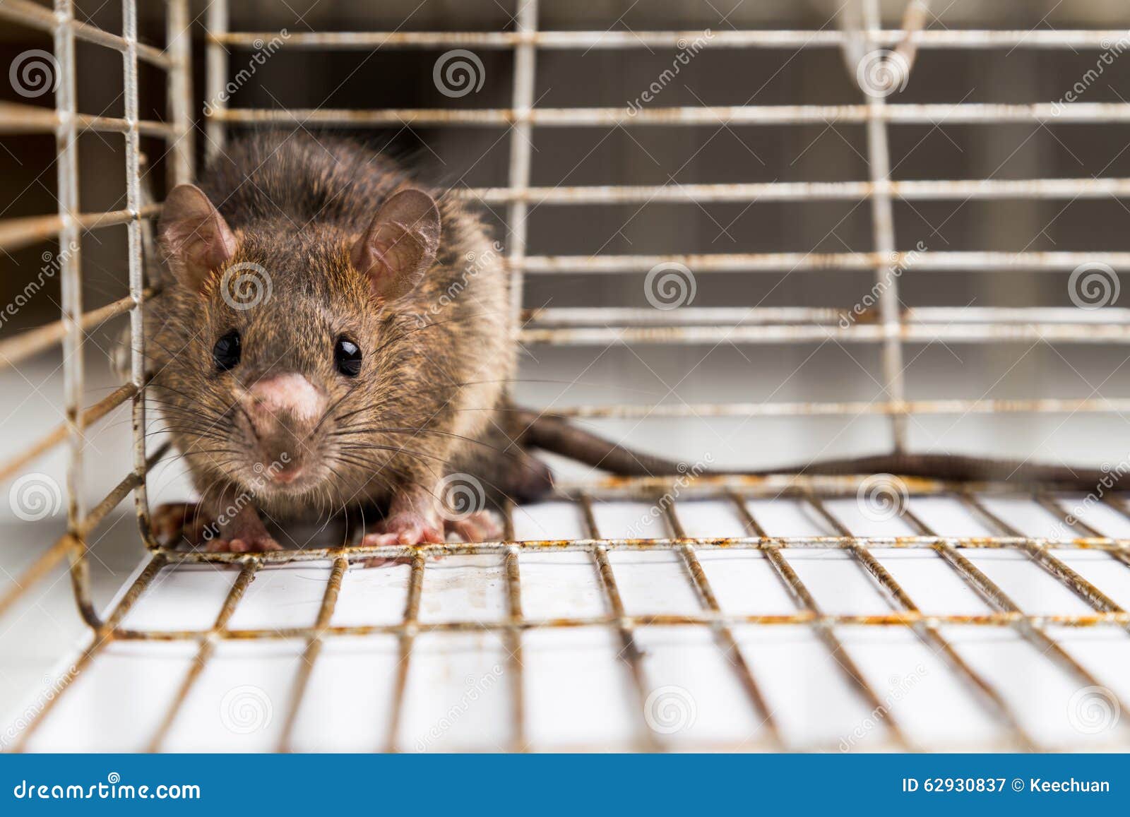Close Up of Anxious Rat Trapped in Metal Cage Stock Image - Image of ...