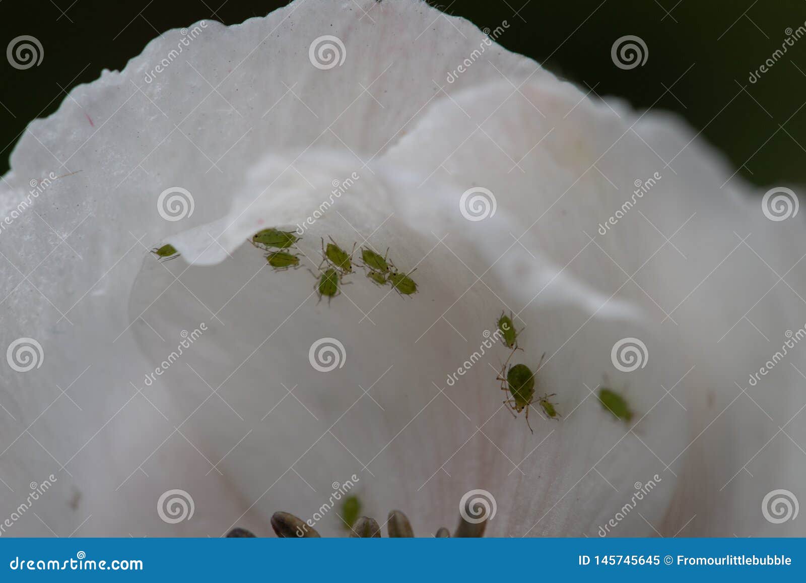 Close Up of Aphids in Flower Stock Image - Image of invasion, view ...