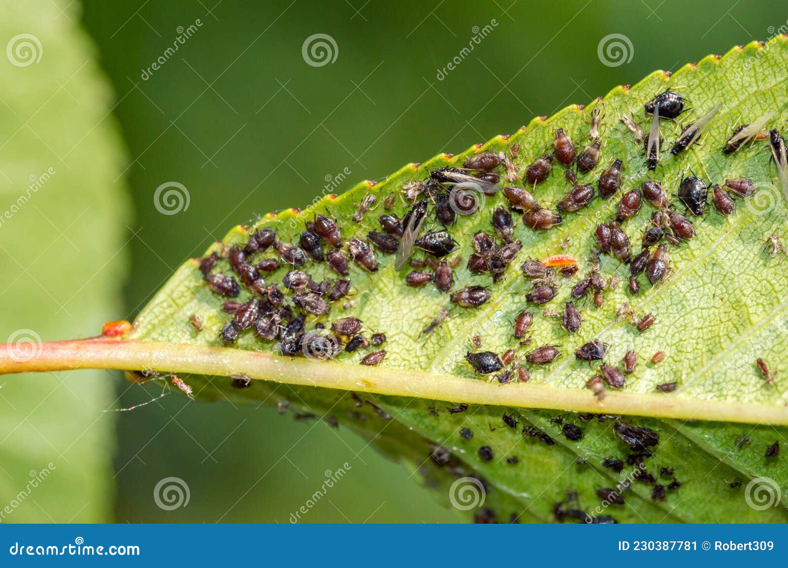 Close Up Of Aphids Plant Lice, Greenfly, Blackfly Or Whitefly Feeding ...