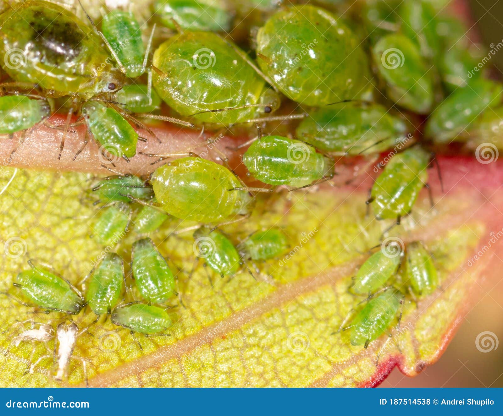 Close-up of Aphids on a Leaf of a Tree Stock Photo - Image of aphid ...