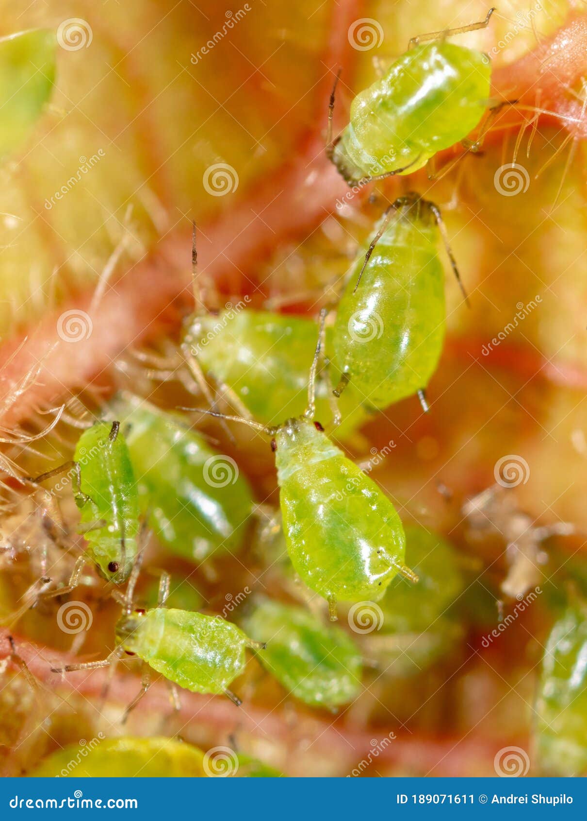 Close-up of Aphids on a Leaf of a Tree Stock Image - Image of aphids ...