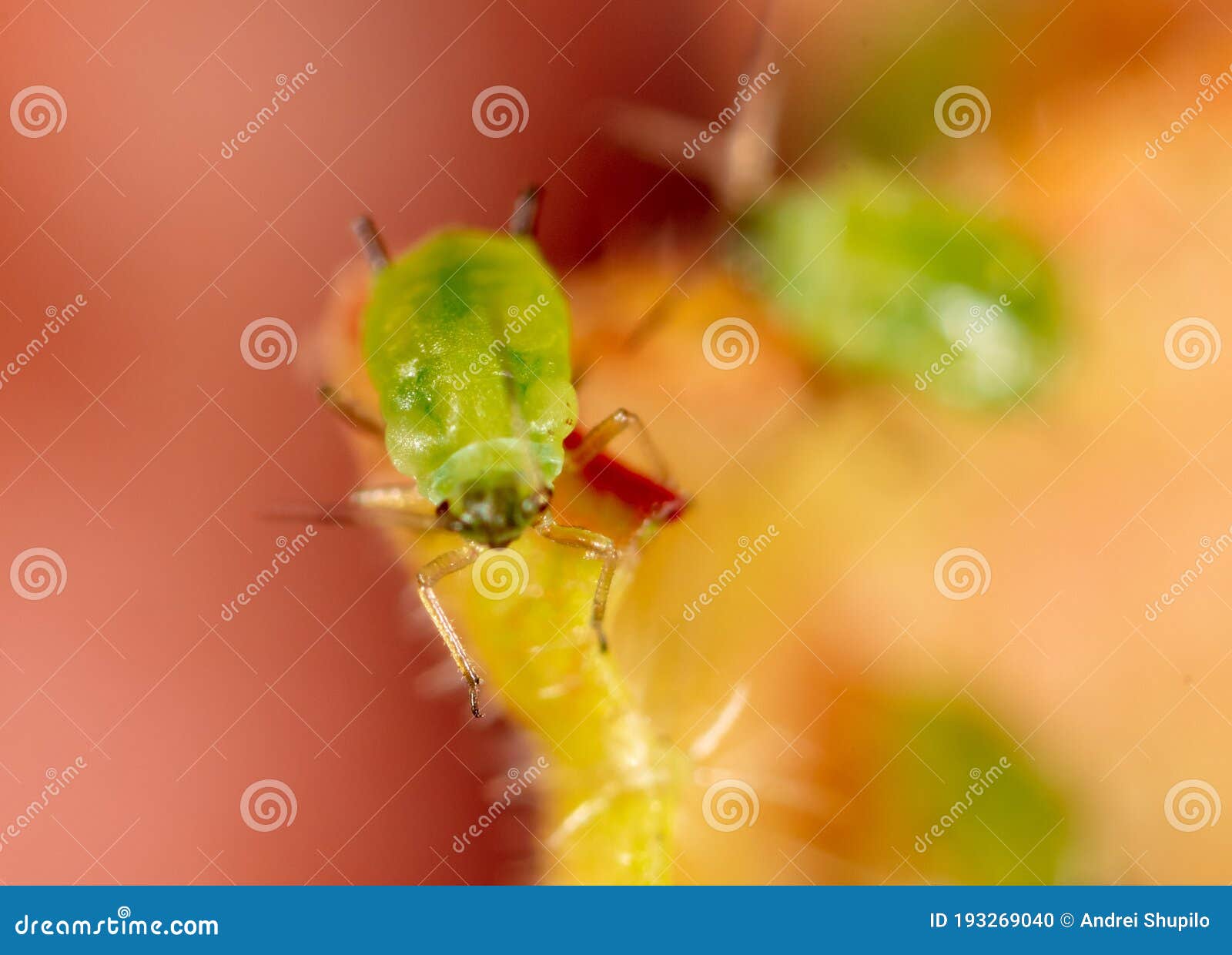 Close-up of Aphids on a Leaf of a Tree Stock Photo - Image of animal ...