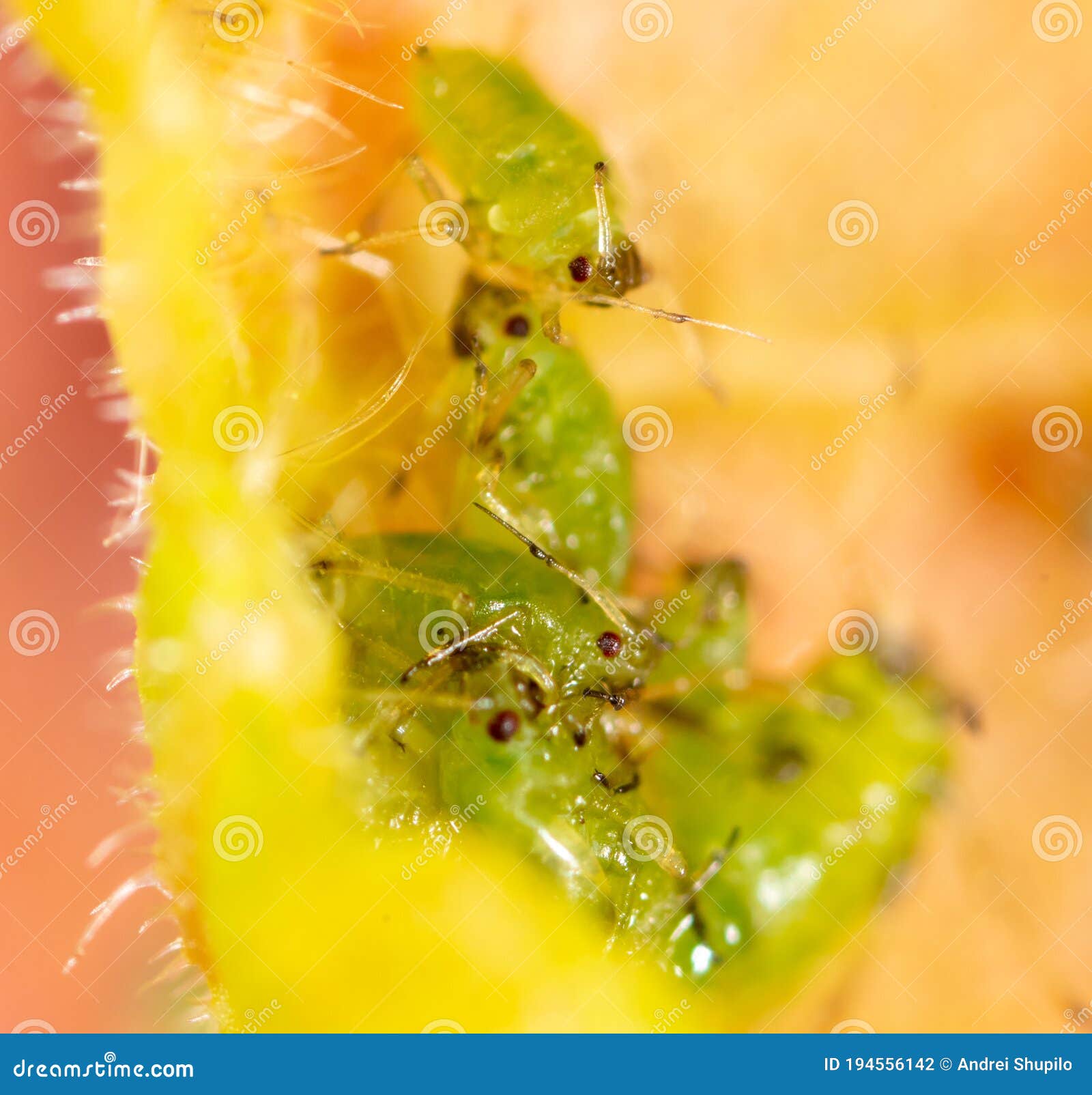 Close-up of Aphids on a Leaf of a Tree Stock Photo - Image of stem ...