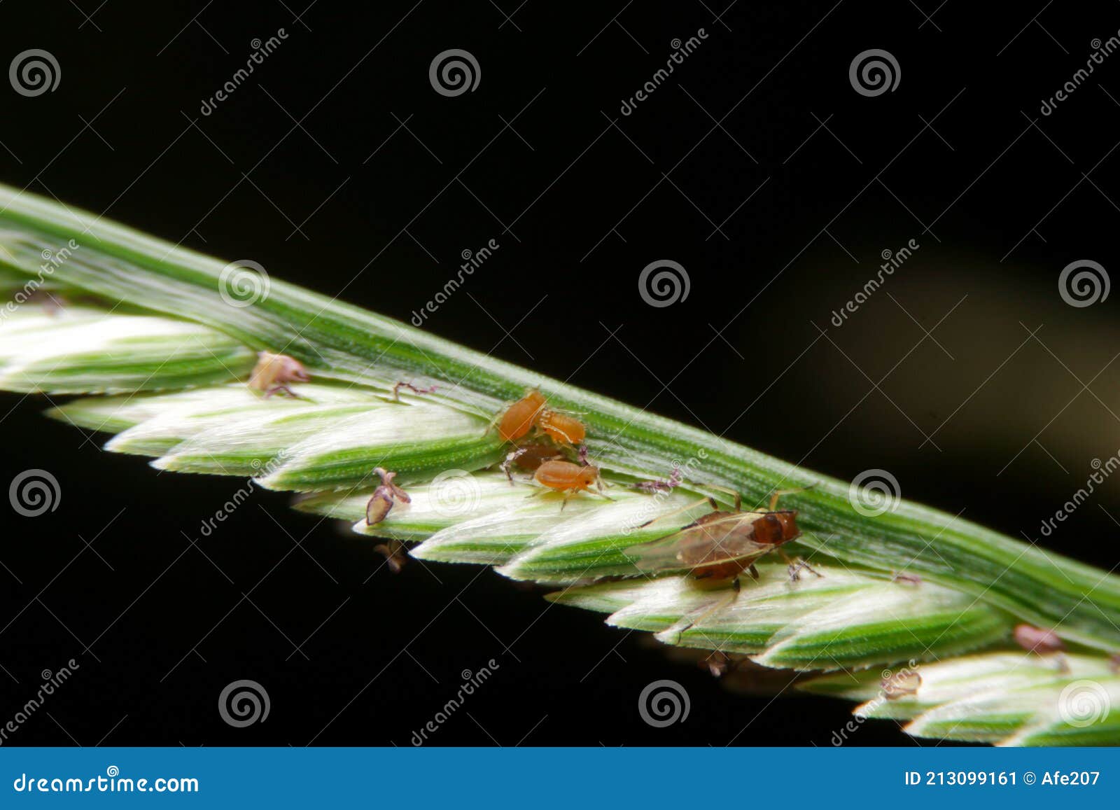 Close-up Aphids Small Insect Stock Image - Image of dangerous, flower ...