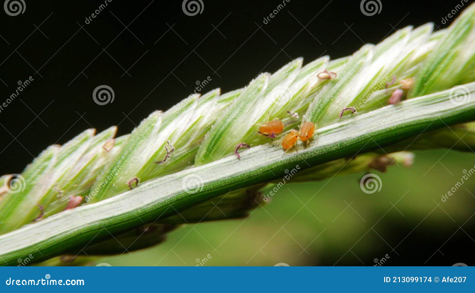 Close-up Aphids Small Insect Stock Photo - Image of aphid, tiny: 213099174