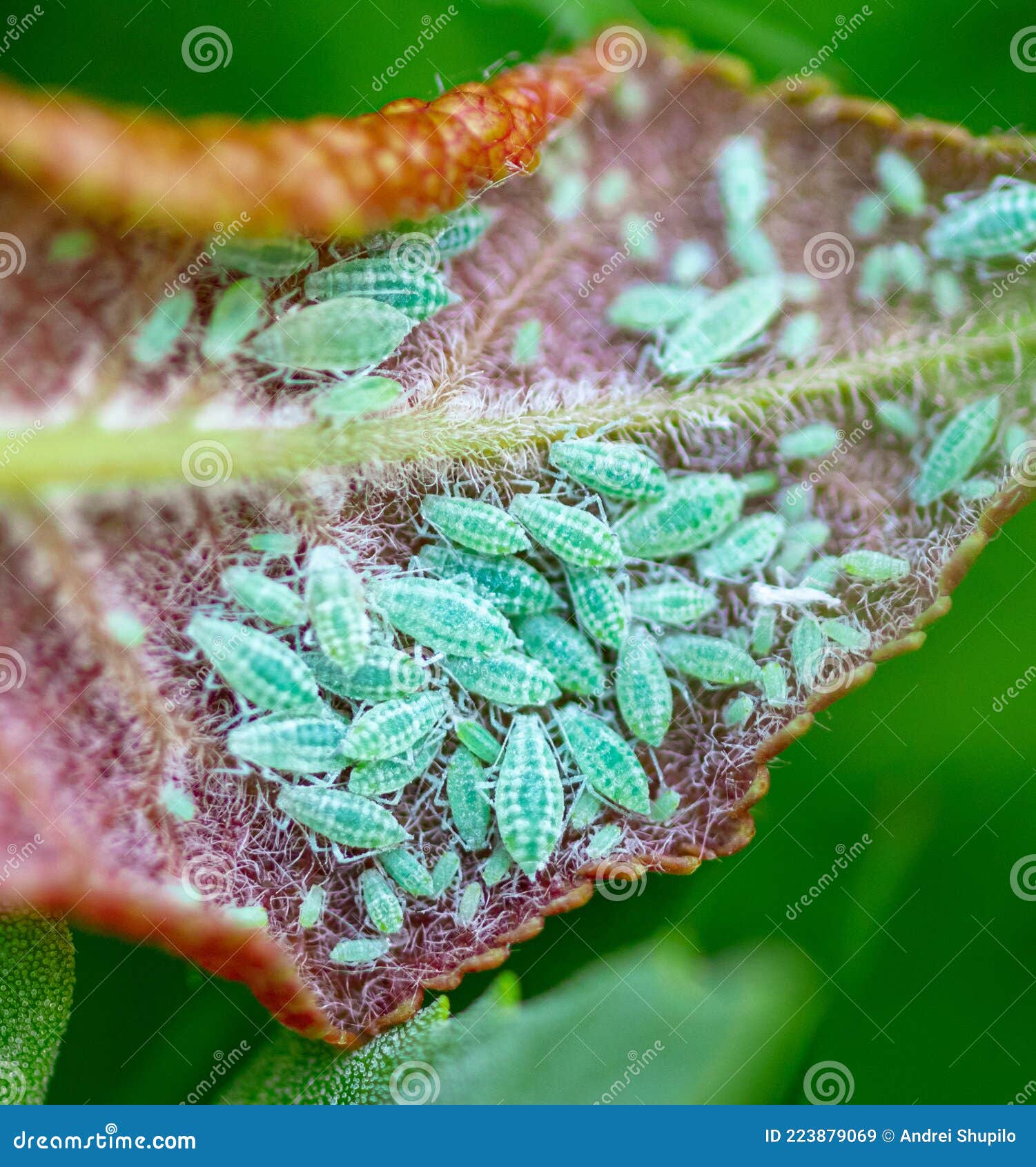 Close-up of Aphids on a Tree Leaf. Stock Image - Image of colony ...