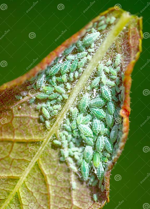 Close-up of Aphids on a Tree Leaf. Stock Image - Image of outdoors ...