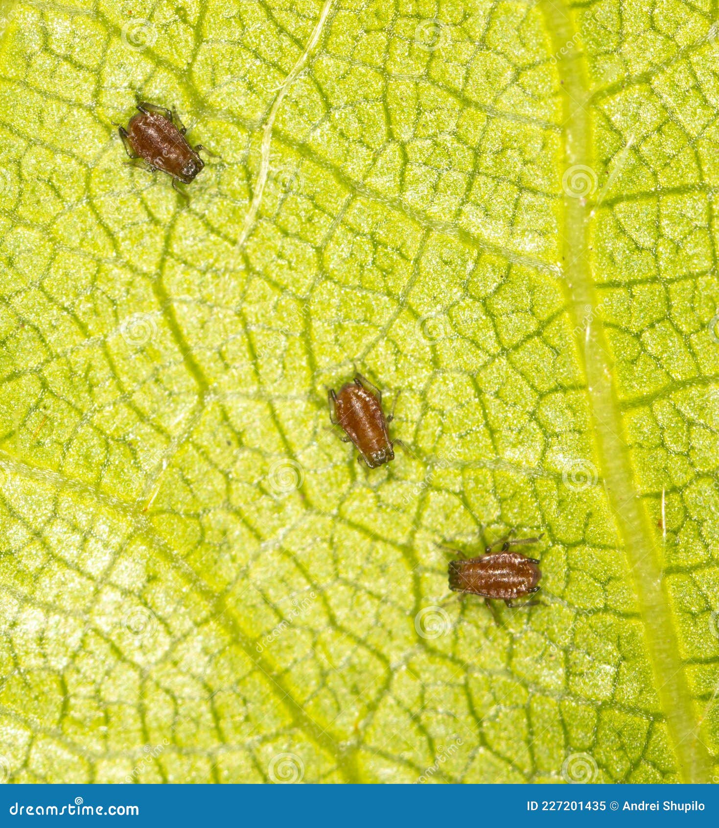 Close-up of Aphids on a Tree Leaf. Stock Image - Image of pest, aphids ...