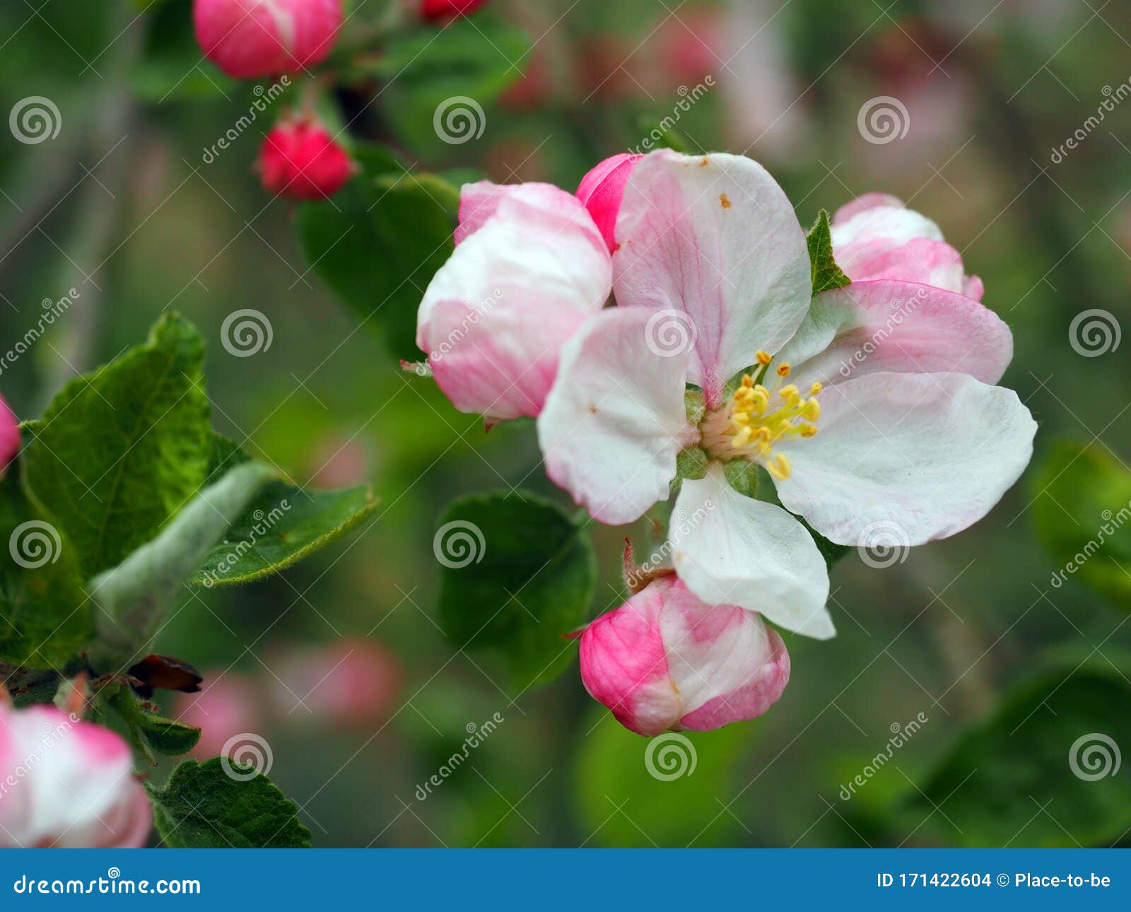 Close-up of a Aplle Tree Flower Stock Photo - Image of foliage, macro ...