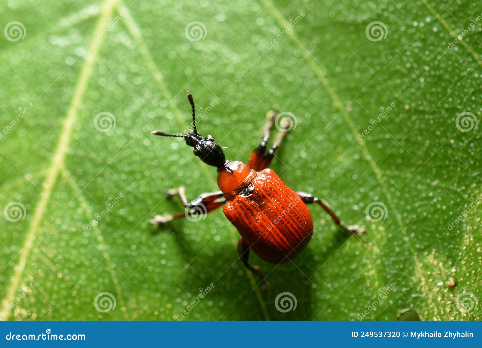 Close-up of Apoderus, Red-colored Hazel Trumpeter on a Green Leaf Stock ...