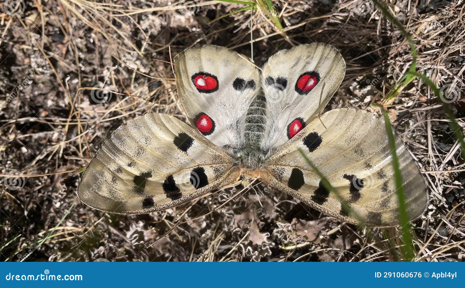 Close-up of an Apollo Parnassius Apollo Butterfly on a Ground in the ...