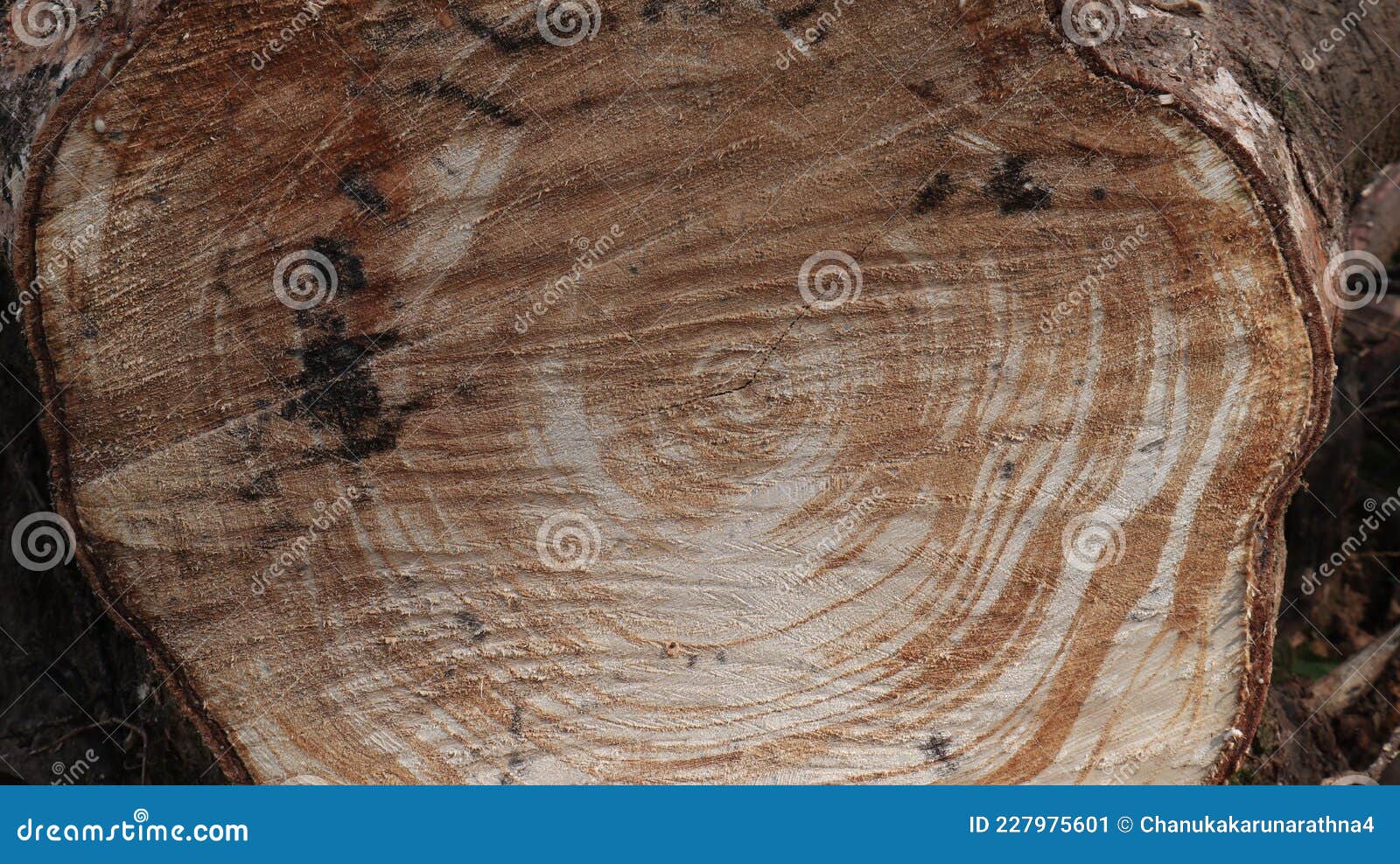 Close Up of an Appearance of the Cutting Surface of the Trunk of a Cut ...