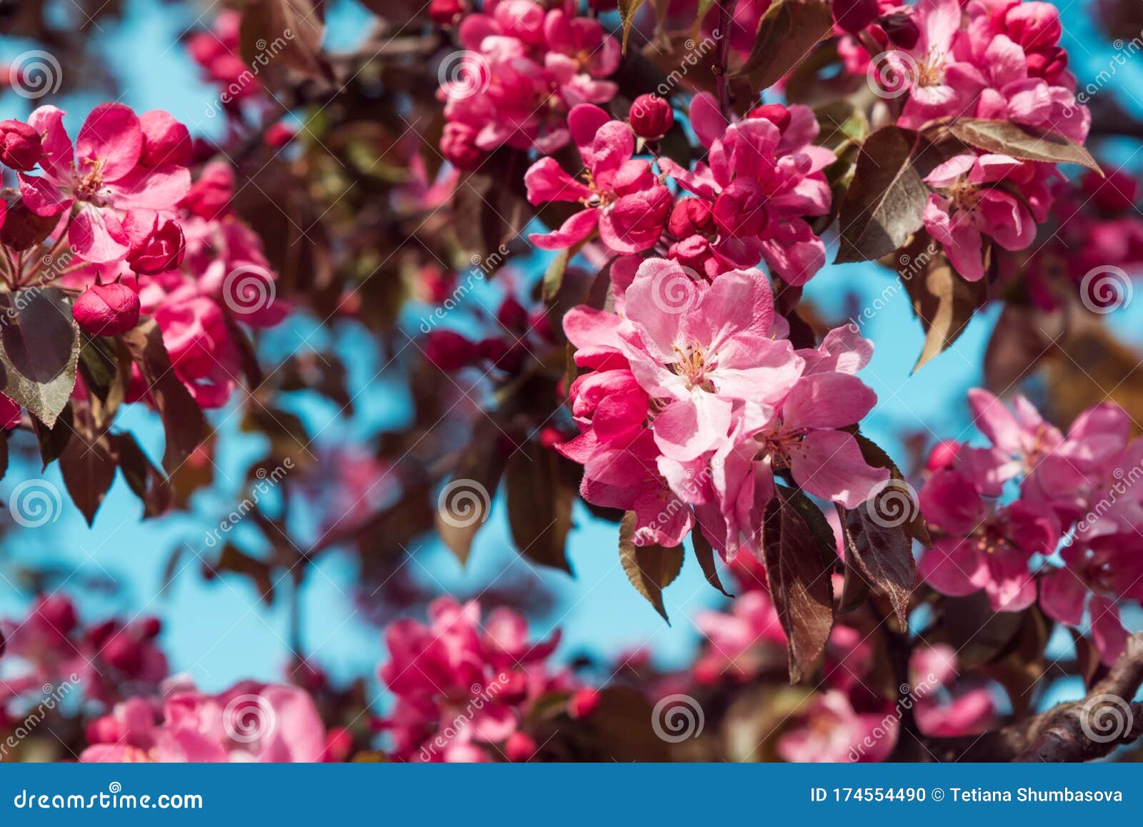 Close-up Apple Tree Blossom Branch. Spring Background Stock Photo ...