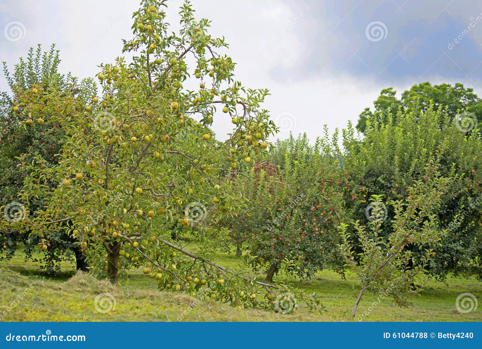 Close Up Apple Tree Covered with Ripe Apples. Stock Photo - Image of ...