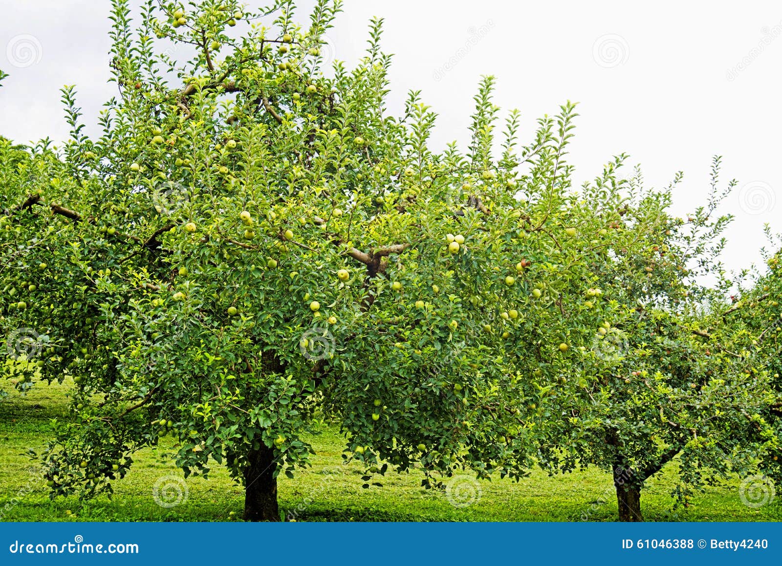Close Up Apple Tree Covered with Ripe Apples. Stock Photo - Image of ...