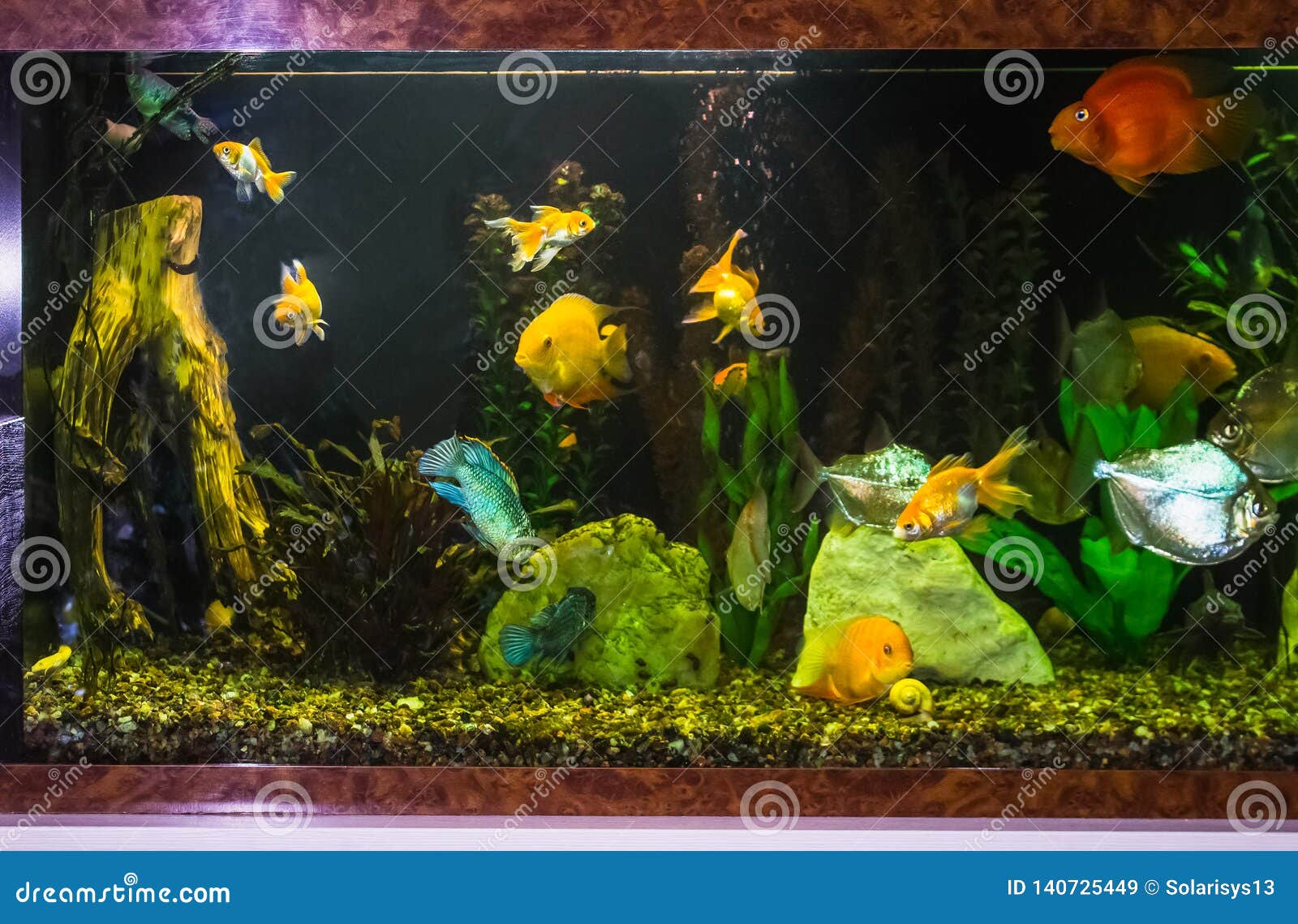 Close Up of Aquarium Tank Full of Fish Stock Image - Image of ...