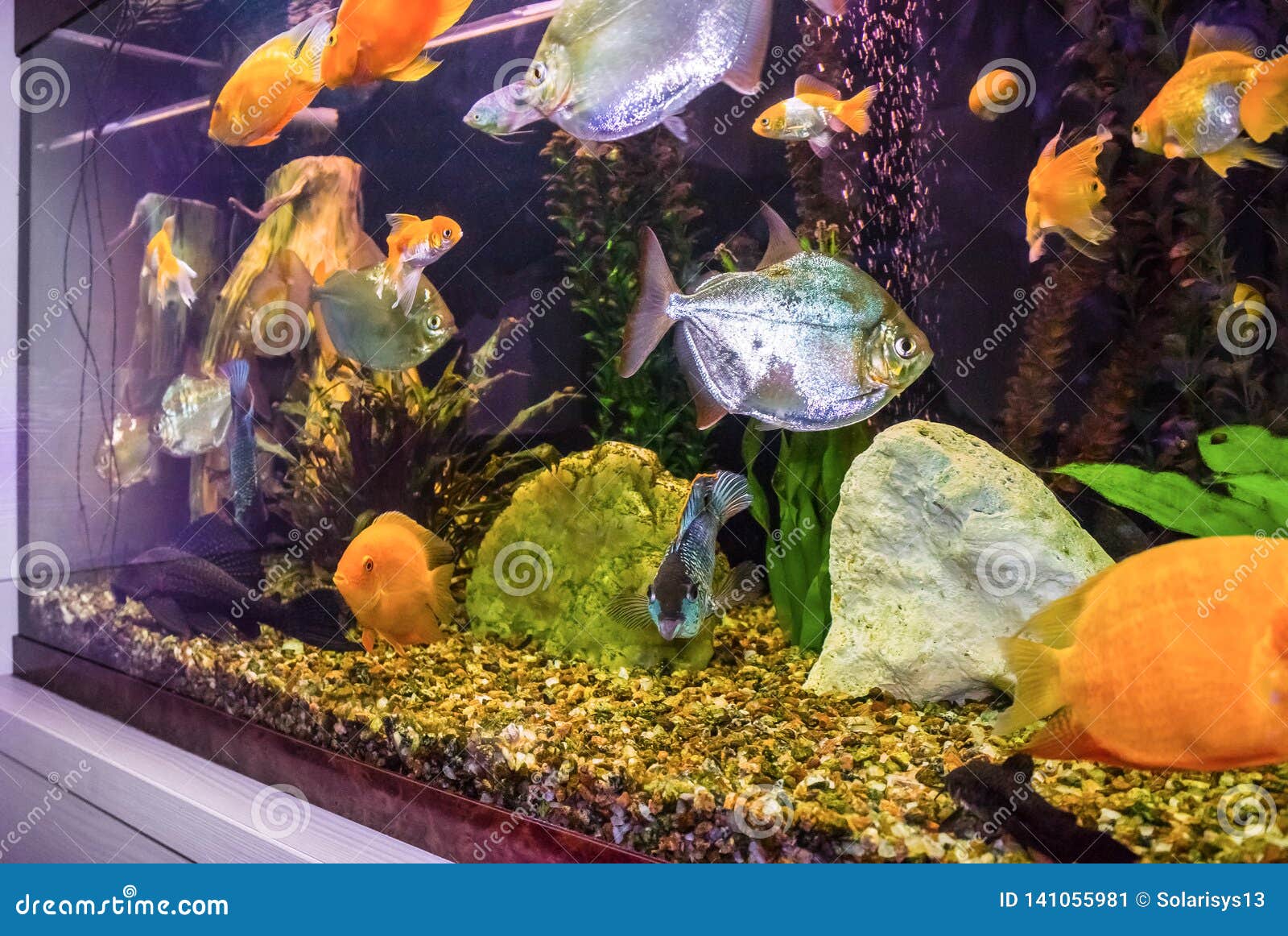 Close Up of Aquarium Tank Full of Fish Stock Image - Image of fish ...