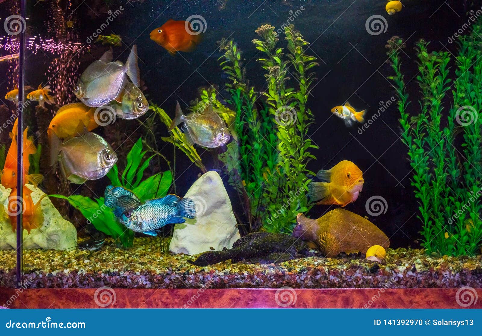 Close Up of Aquarium Tank Full of Fish Stock Photo - Image of design ...