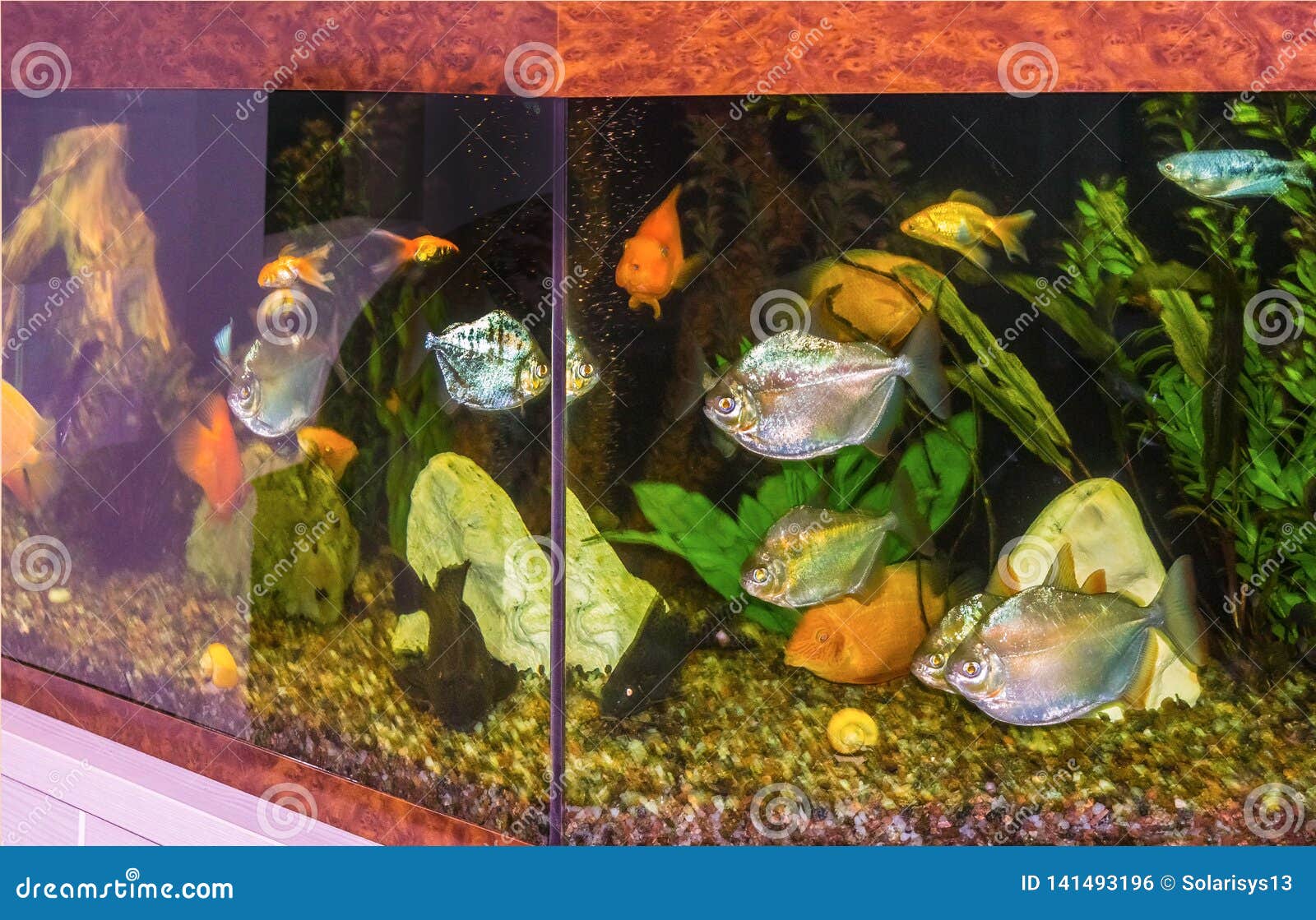 Close Up of Aquarium Tank Full of Fish Stock Photo - Image of fish ...