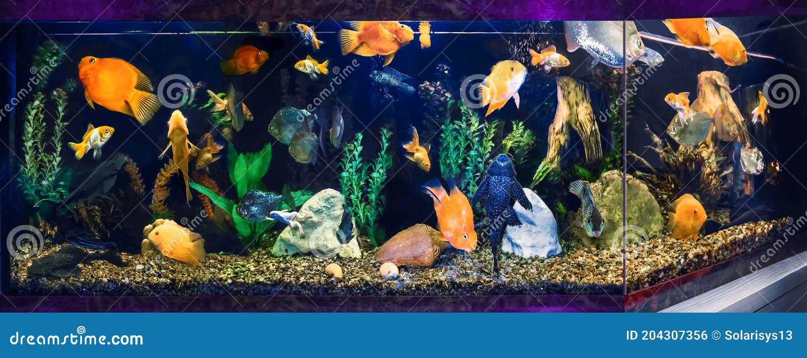 Close Up of Aquarium Tank Full of Fish Stock Photo - Image of gravel ...