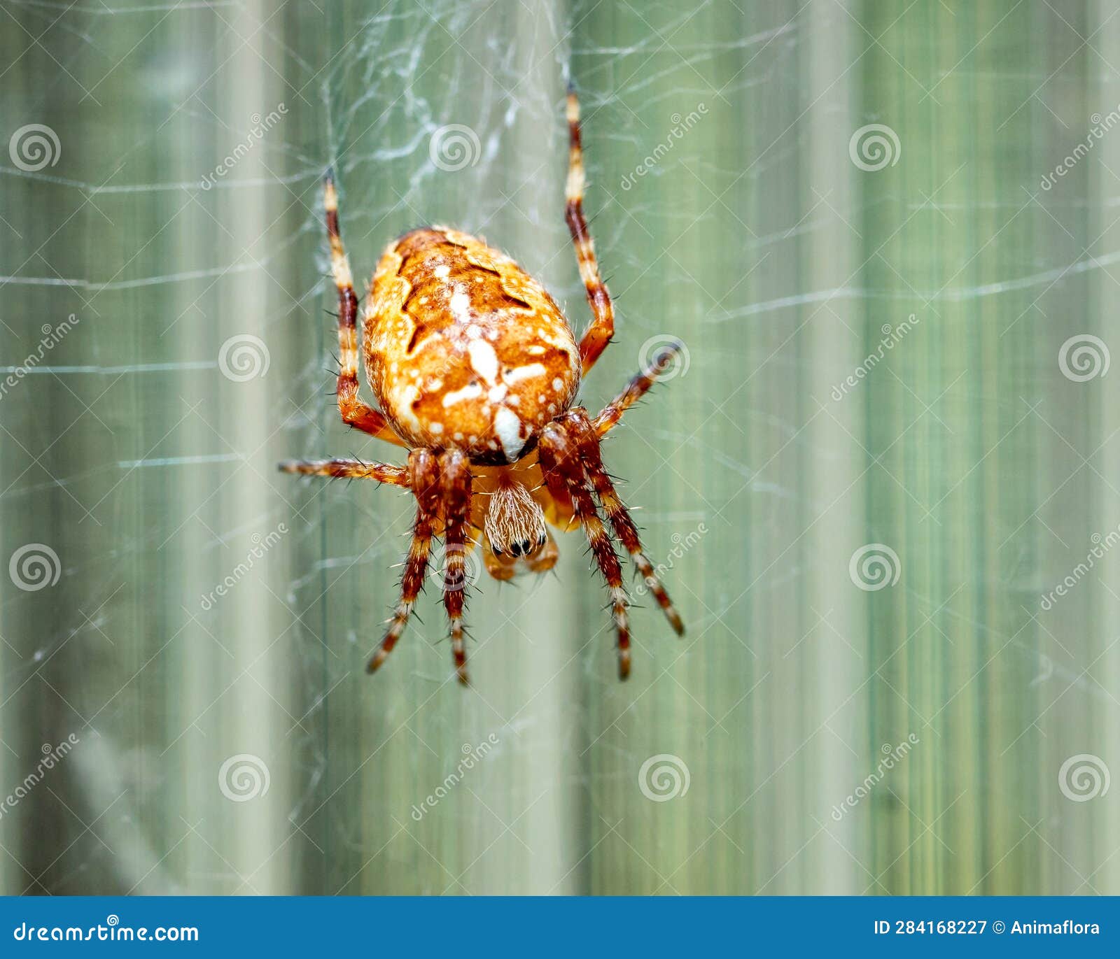 Close Up Araneus Diadematus Spider on a Web Stock Image - Image of ...