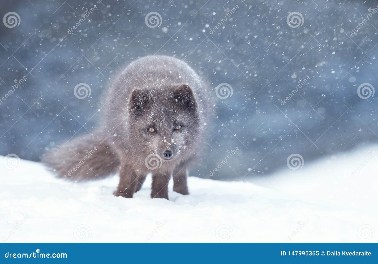 Close Up of an Arctic Fox in the Falling Snow Stock Image - Image of ...