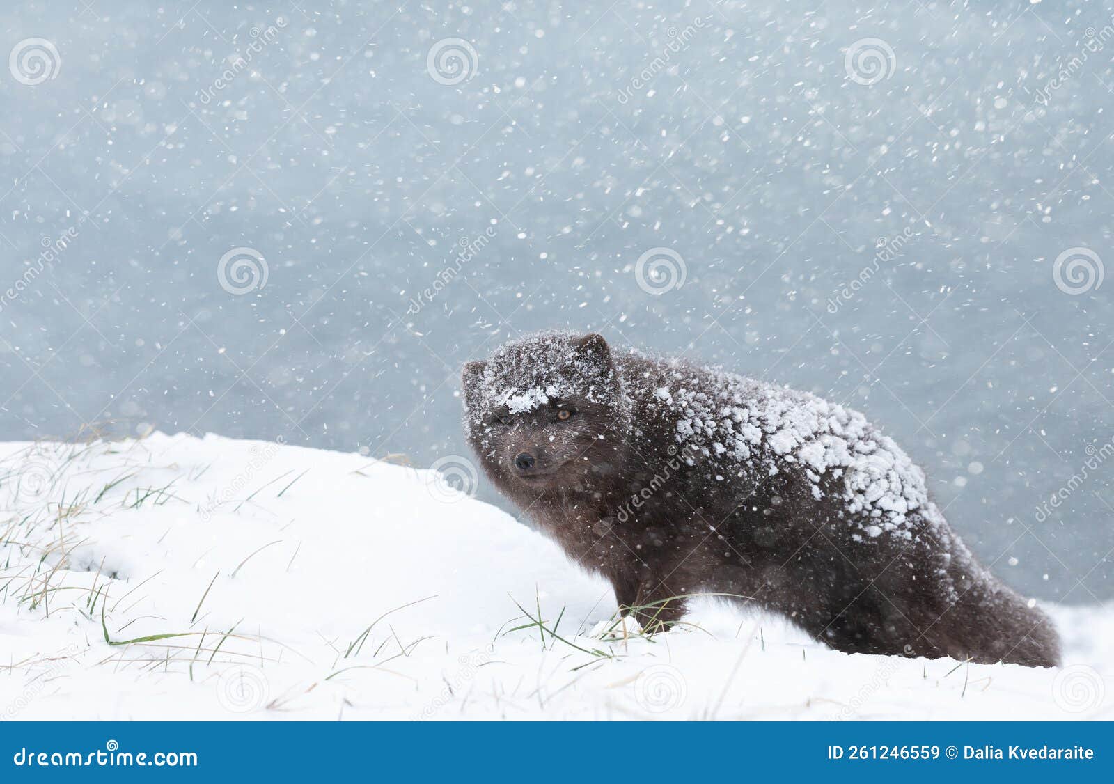 Close Up of an Arctic Fox in the Falling Snow Stock Image - Image of ...