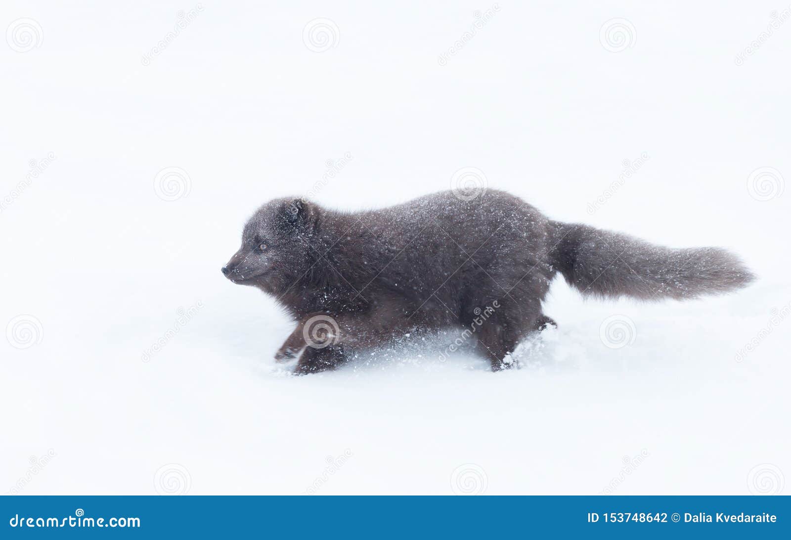 Close Up of an Arctic Fox Running in Snow Stock Photo - Image of cute ...