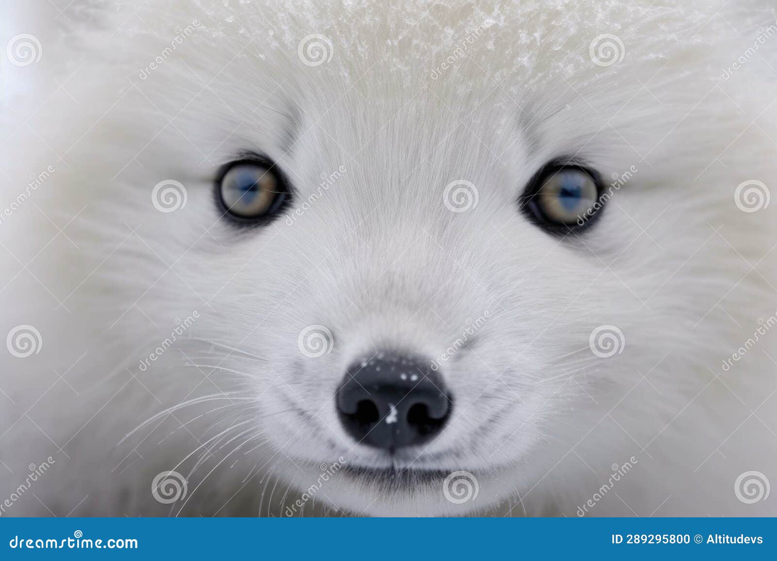 Close-up of an Arctic Foxs Face with Snow on Its Nose Stock Photo ...