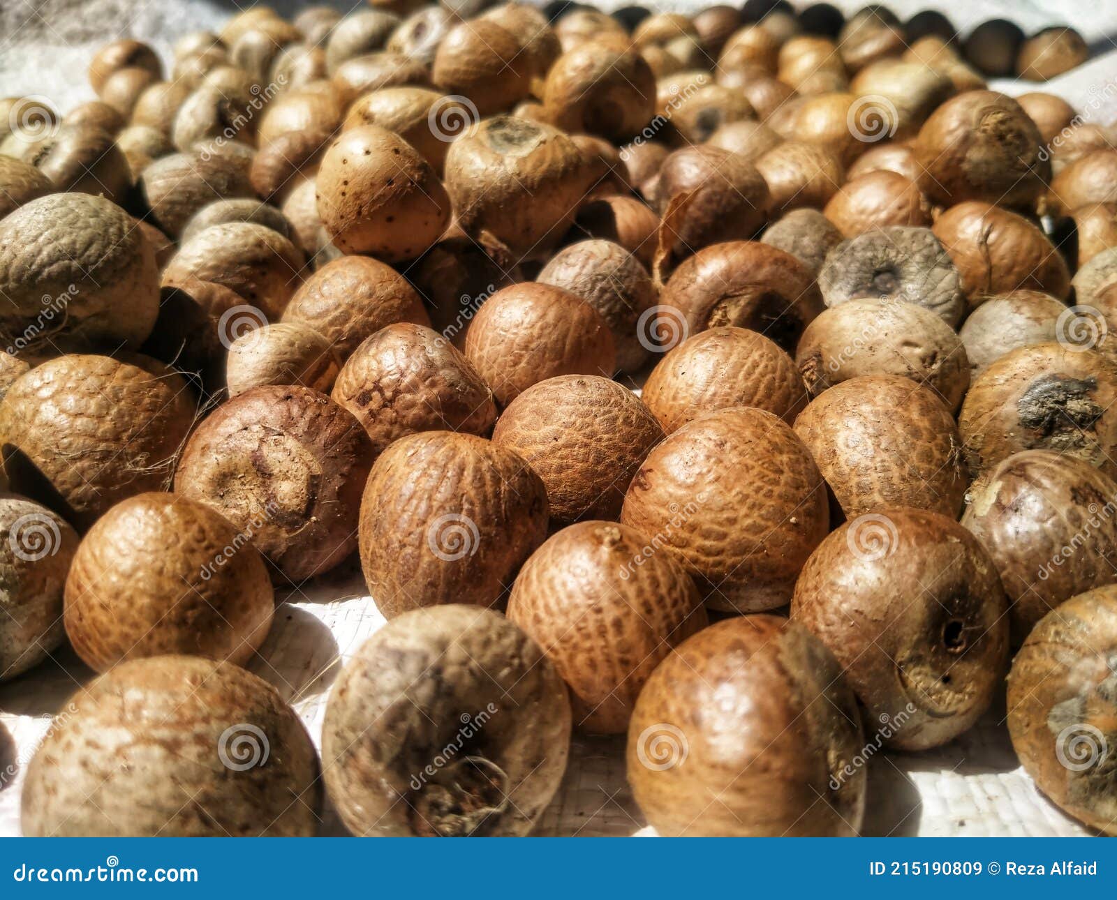 Dried areca nut stock image. Image of drying, dried - 215190809