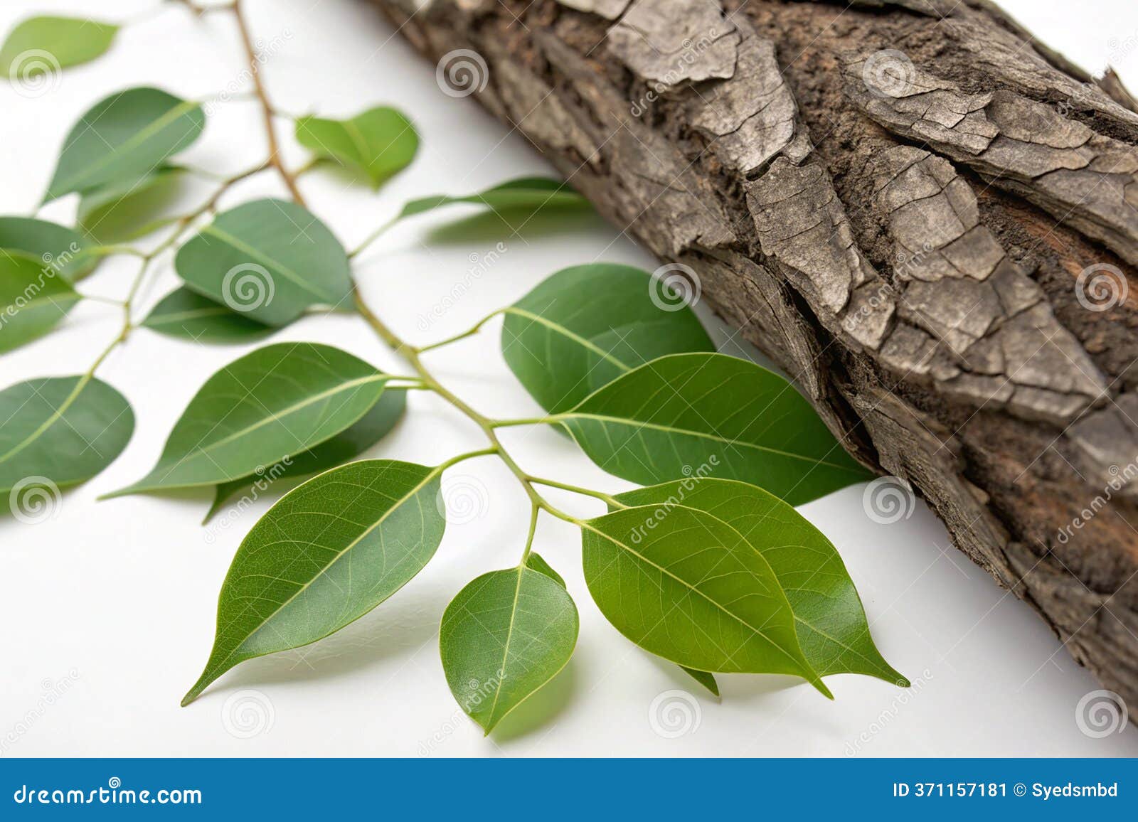 Close-up Of Arjuna Tree Bark And Leaves On White Background Stock Image ...
