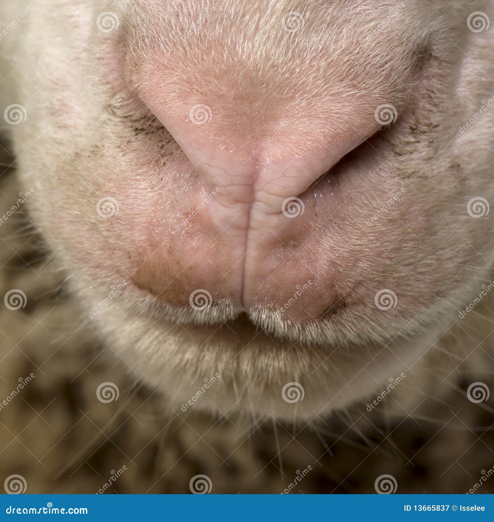 Close-up Of Arles Merino Sheep Wool Stock Photo | CartoonDealer.com ...