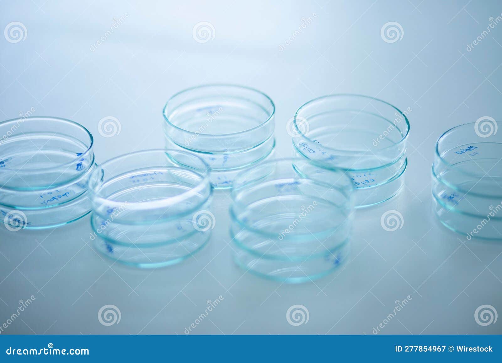 Close Up of an Array of Clear Glass Petri Plates in a Laboratory Stock ...
