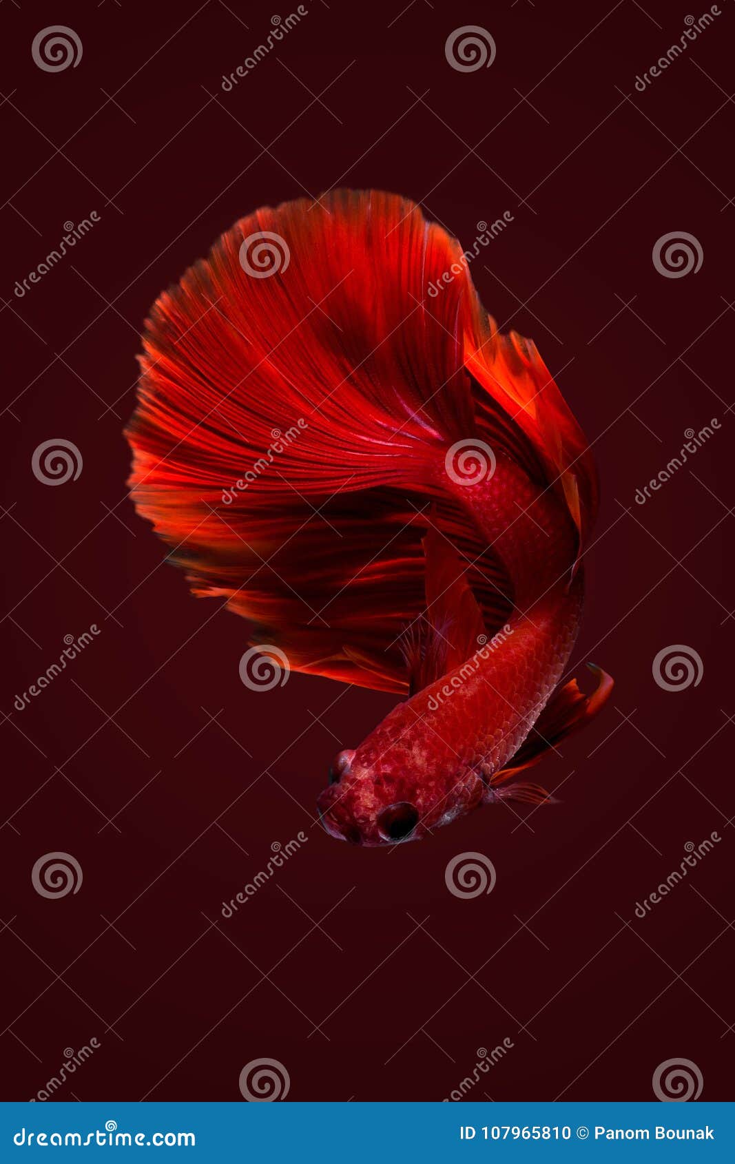 Close Up Art Movement Of Betta Fish Stock Image | CartoonDealer.com ...