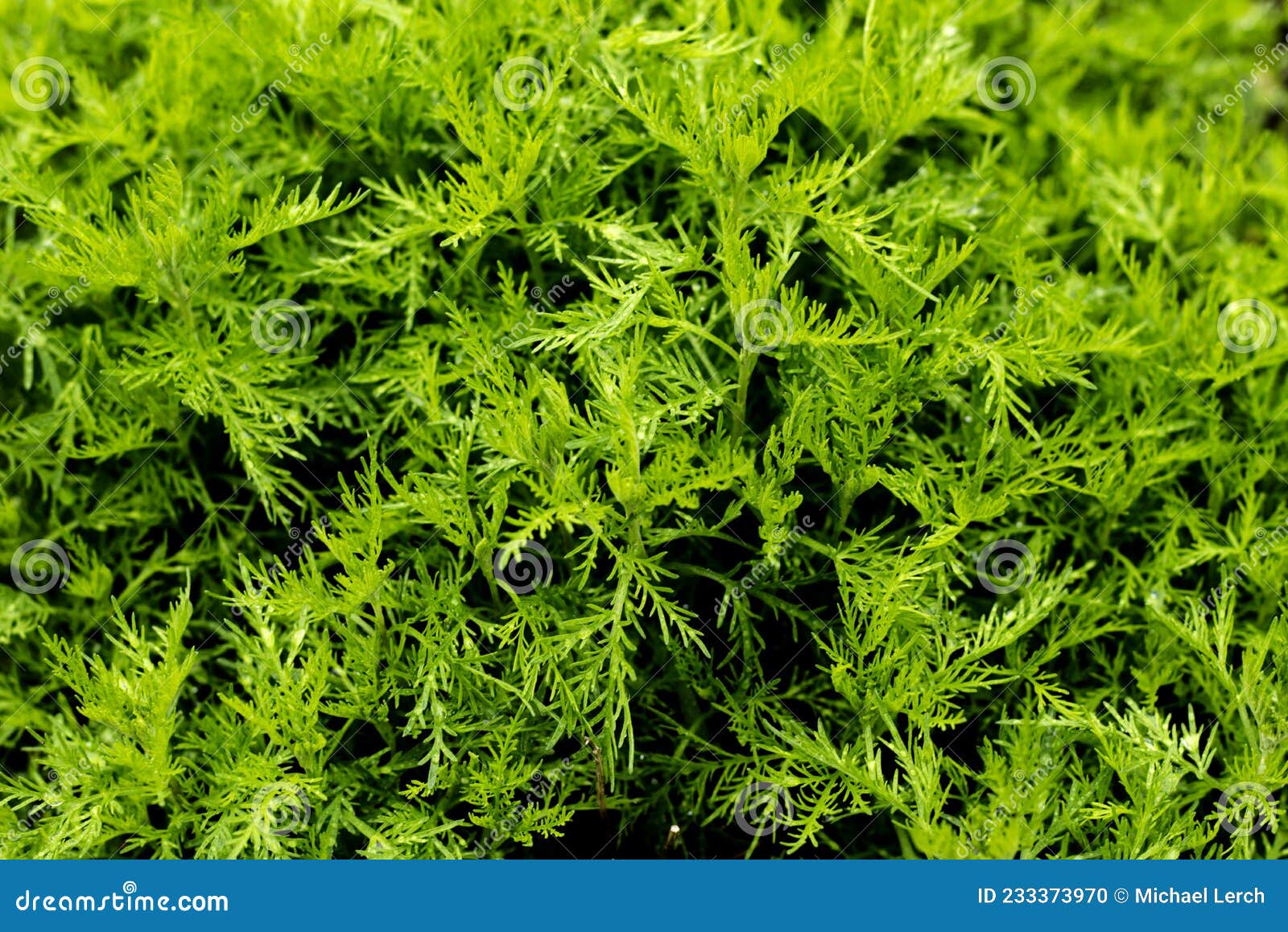 Close Up of Artemisia Abrotanum Herb Stock Photo - Image of close ...