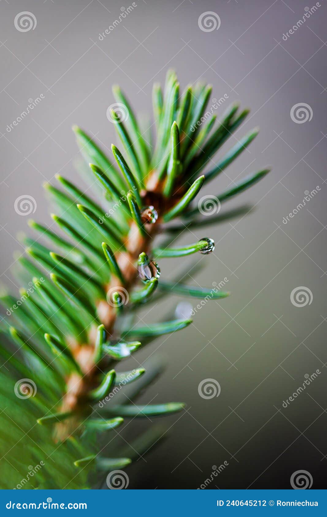 Close Up Artistic Rendering of Vertical Pine Needles Stock Photo ...