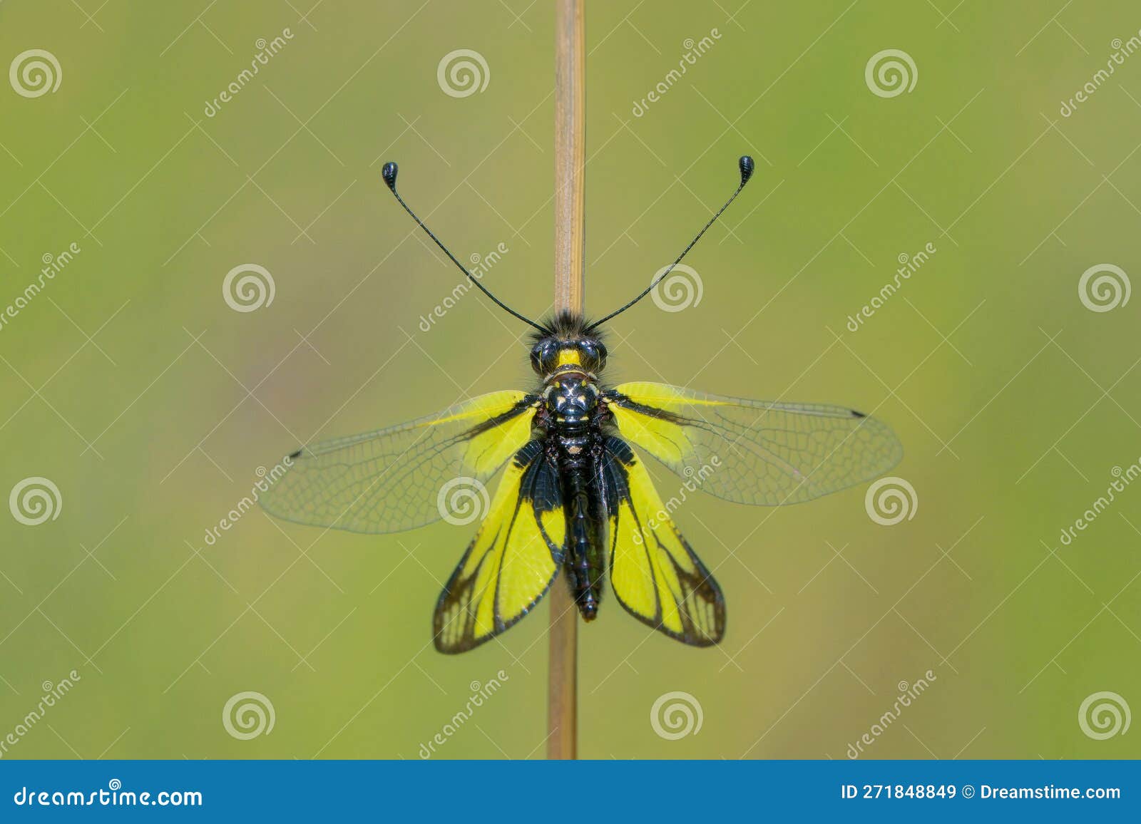 Ascalaphidae stock image. Image of animal, insect, yellow - 271848849