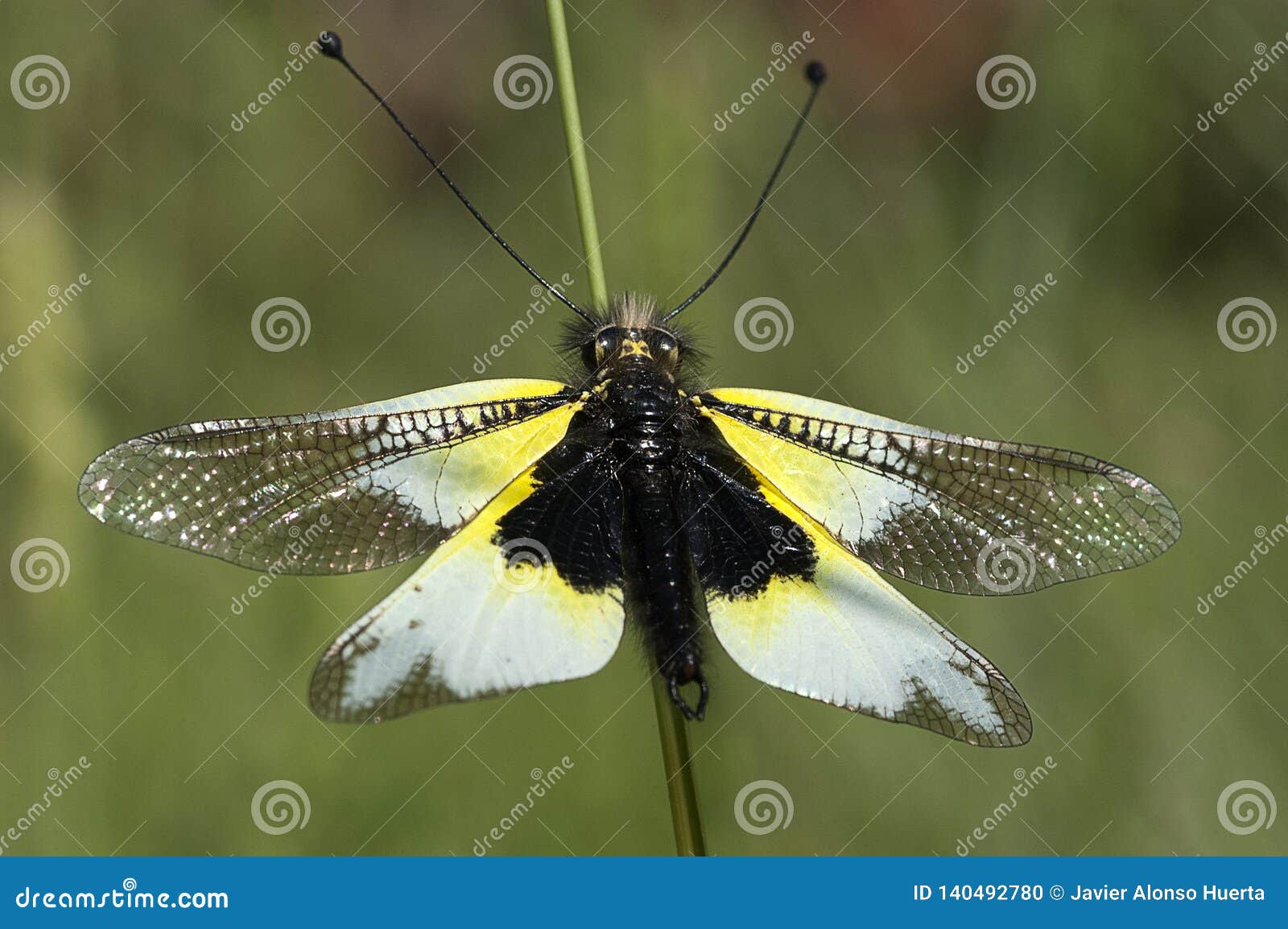 Close-up of Ascalaphus Libelluloides, Owlfly Stock Photo - Image of ...