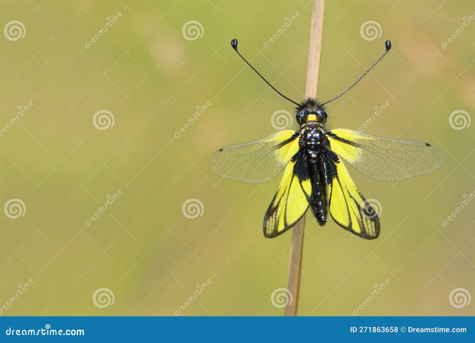 Ascalaphus sibiricus stock photo. Image of insects, life - 271863658