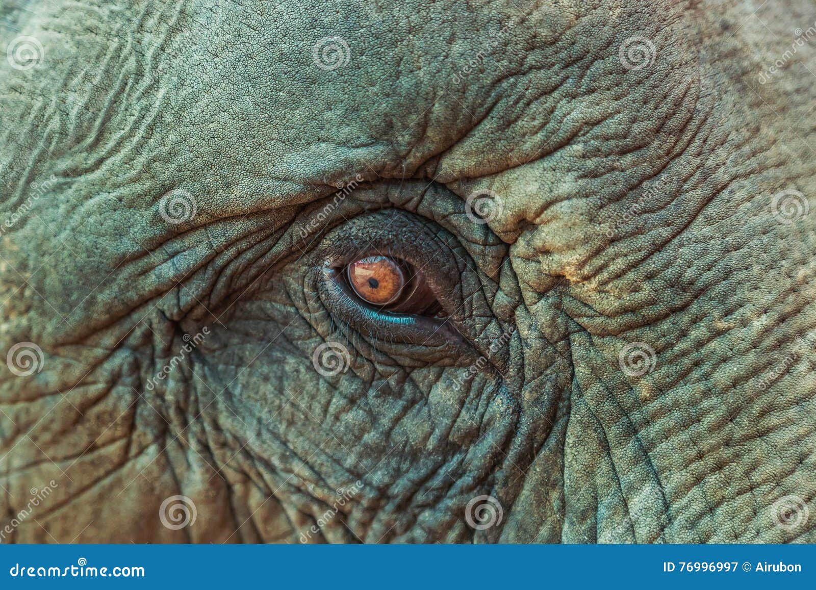 Close up asia elephant eye stock image. Image of elephantidae - 76996997