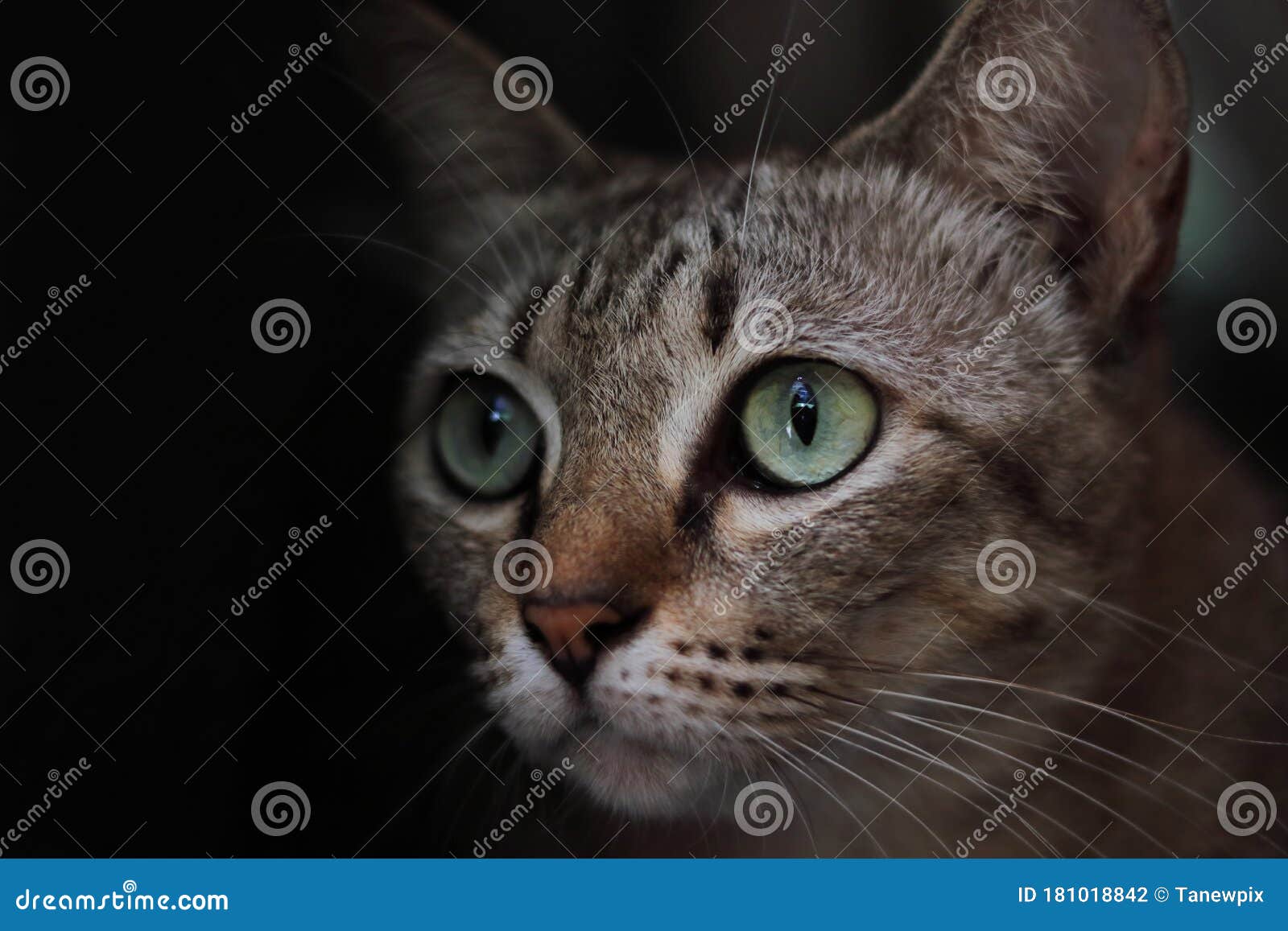 Close-up of an Asian Cat with Eyes at an Angle Stock Photo - Image of ...