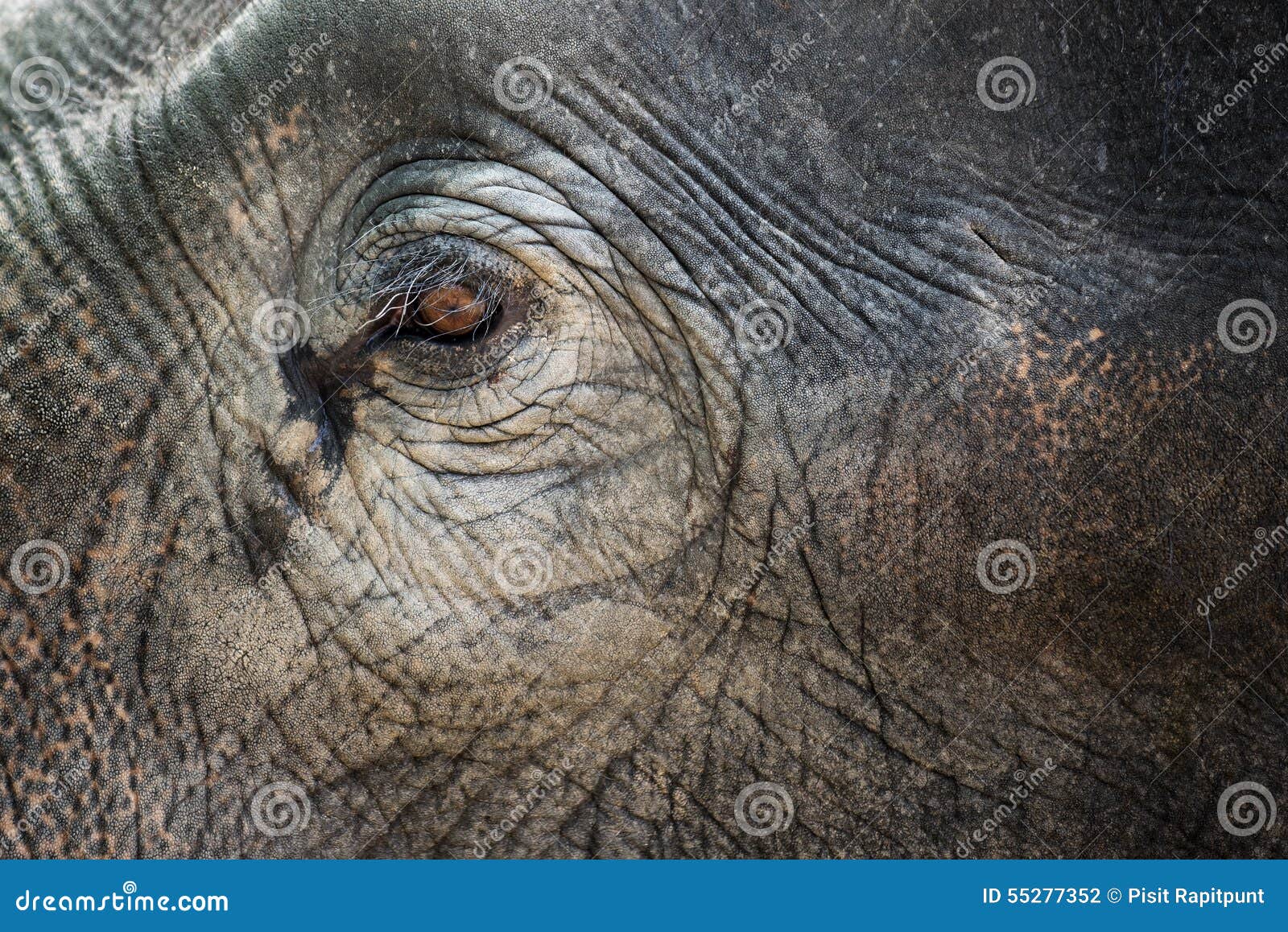 Close Up Asian Elephant Eye Stock Photo - Image of skin, thai: 55277352