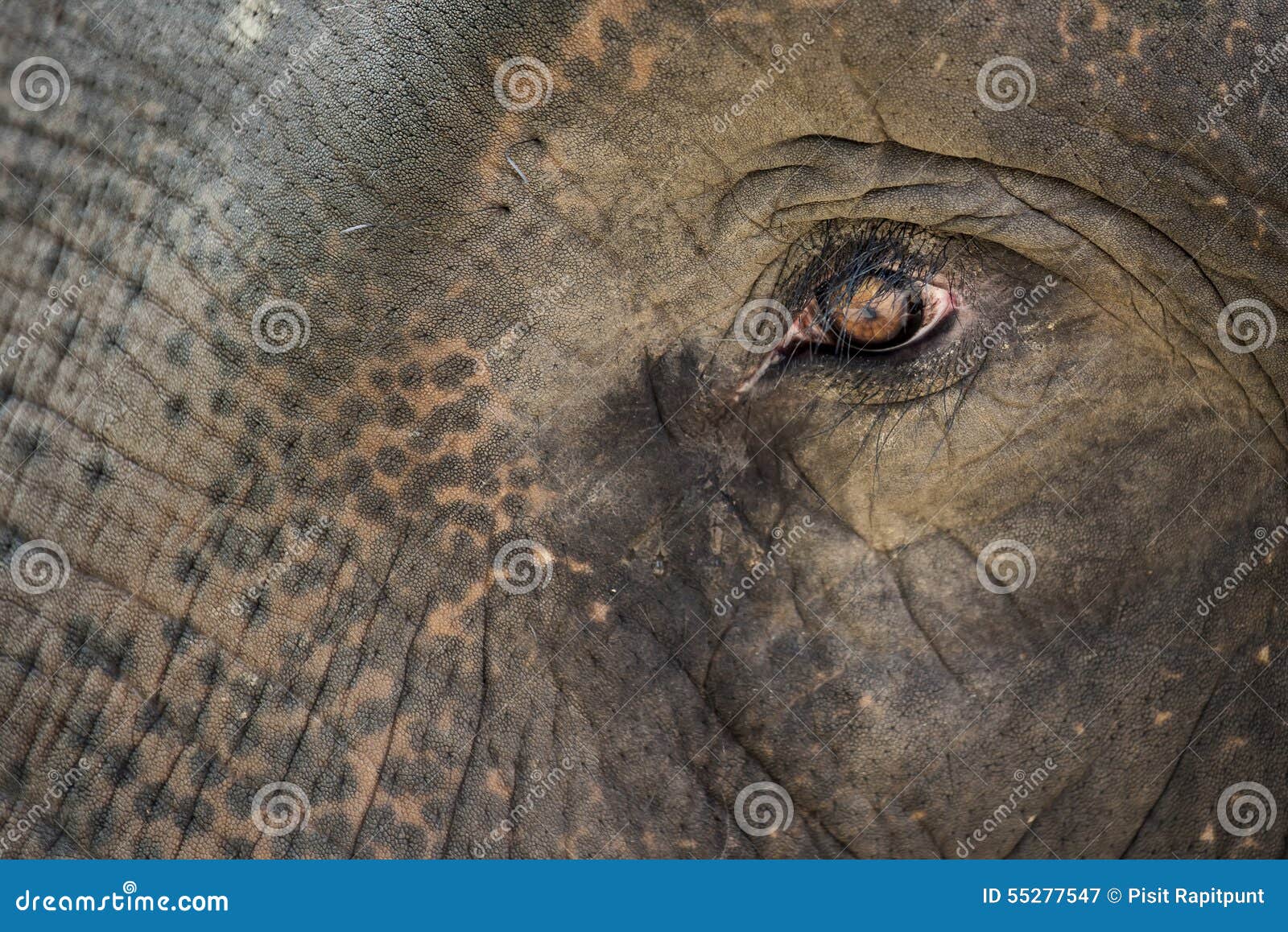 Close Up Asian Elephant Eye Stock Image - Image of looking, portrait ...