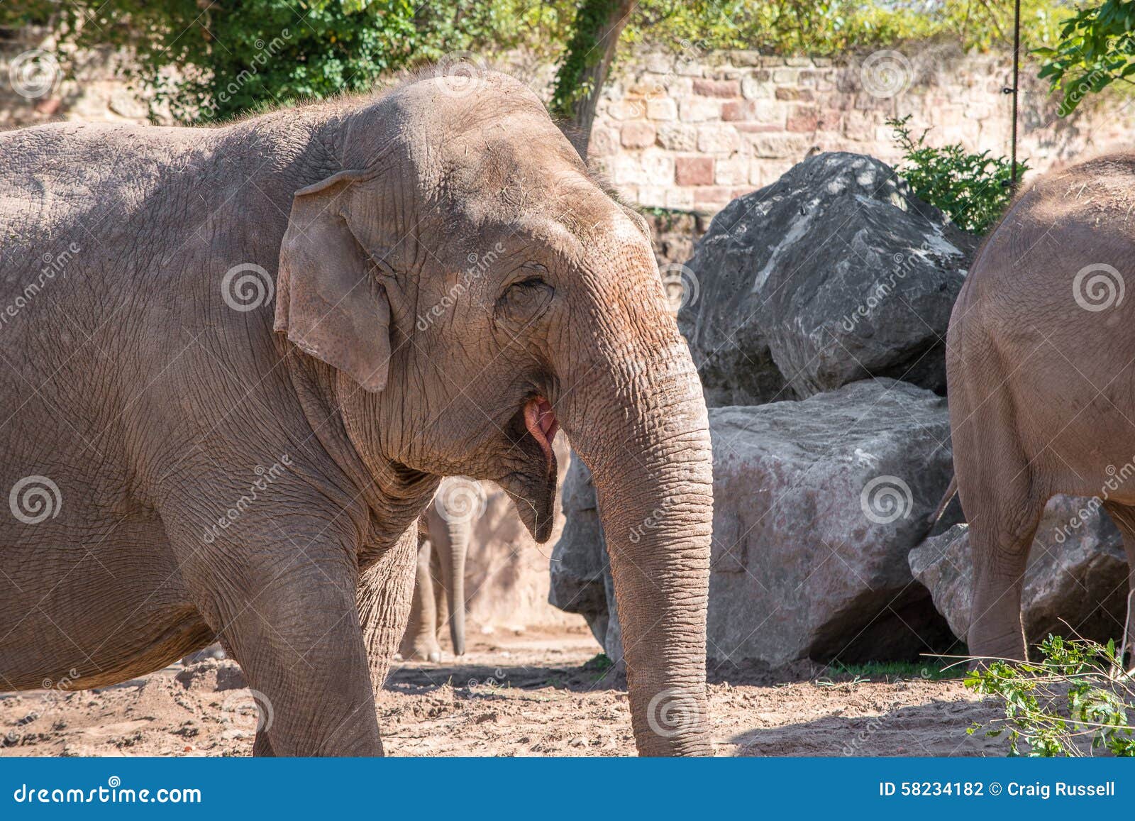 Close Up of an Asian Elephant Stock Photo - Image of trunk, outdoors ...