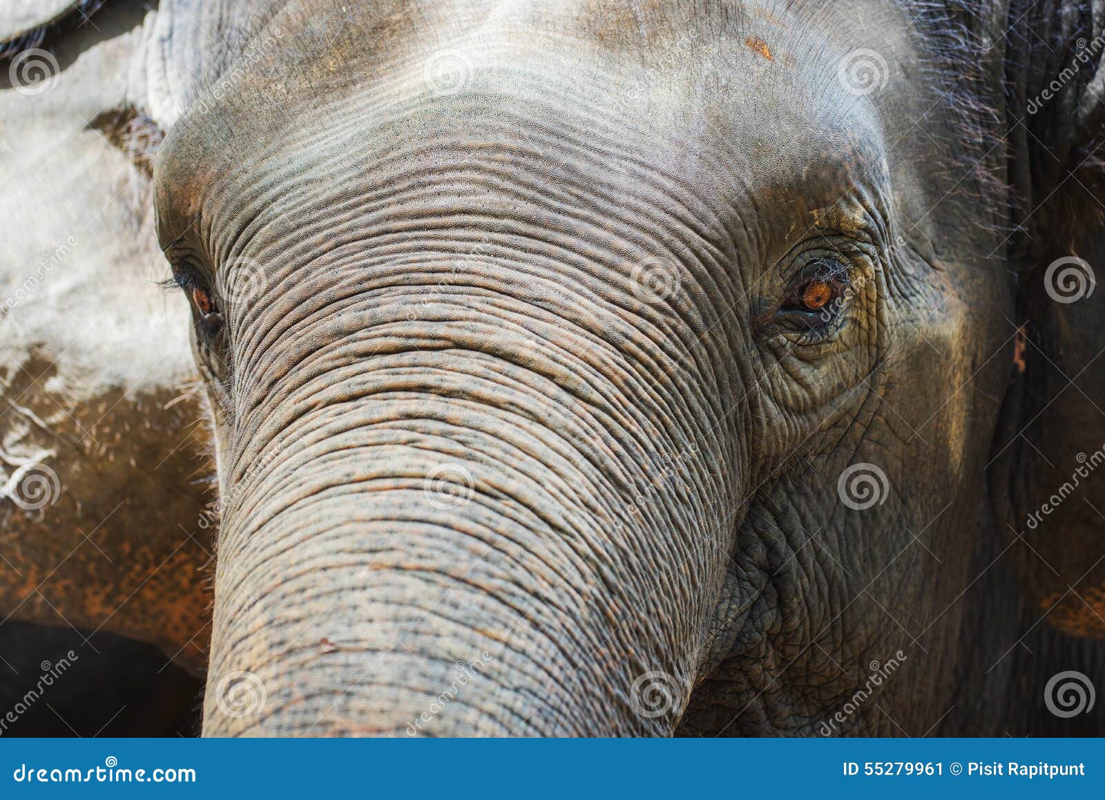 Close Up Asian Elephant Head ,Thailand Stock Image - Image of nature ...