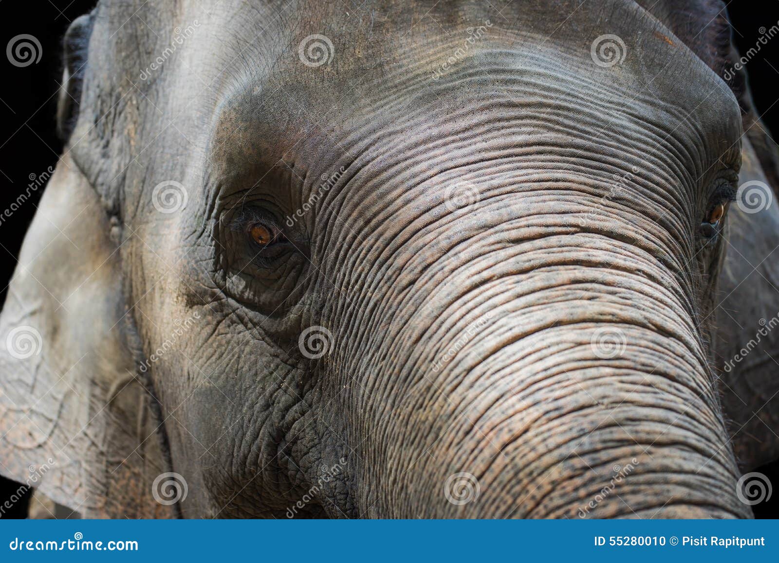 Close Up Asian Elephant Head ,Thailand Stock Photo - Image of close ...