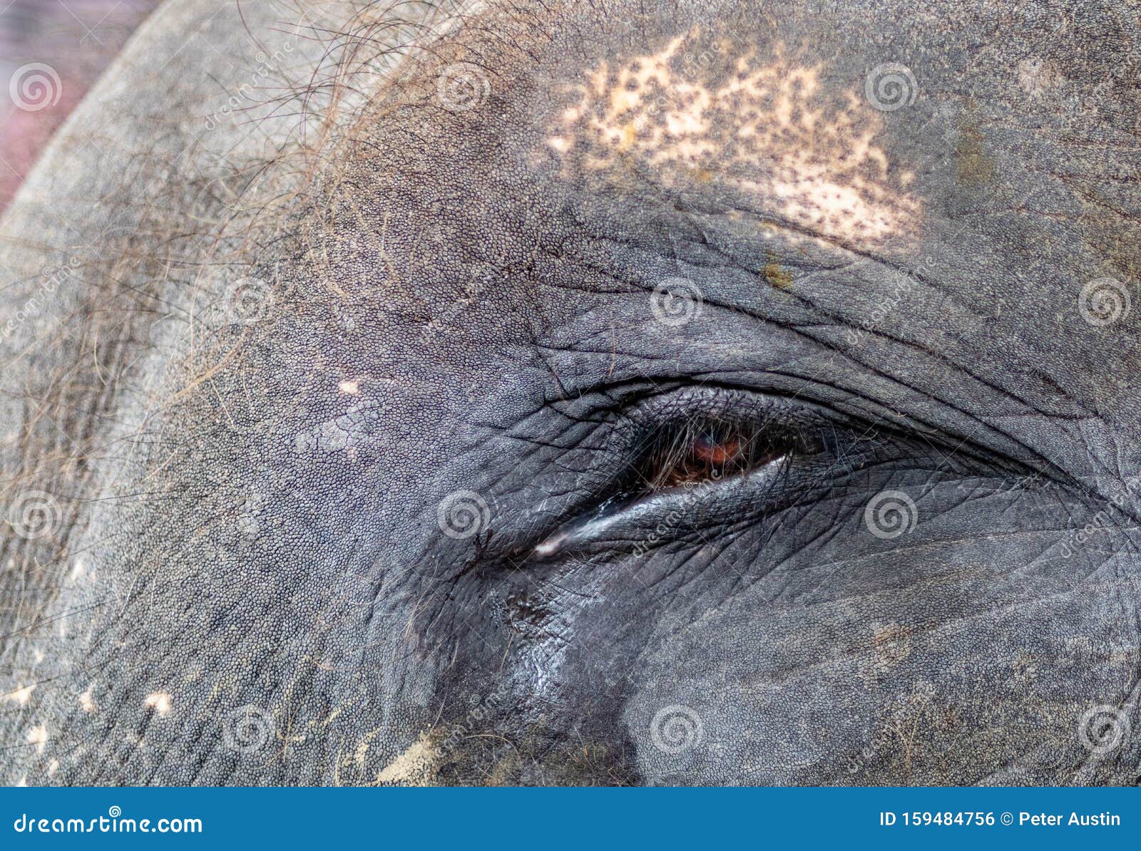 Close Up of an Asian Elephant`s Eye Stock Photo - Image of animal ...