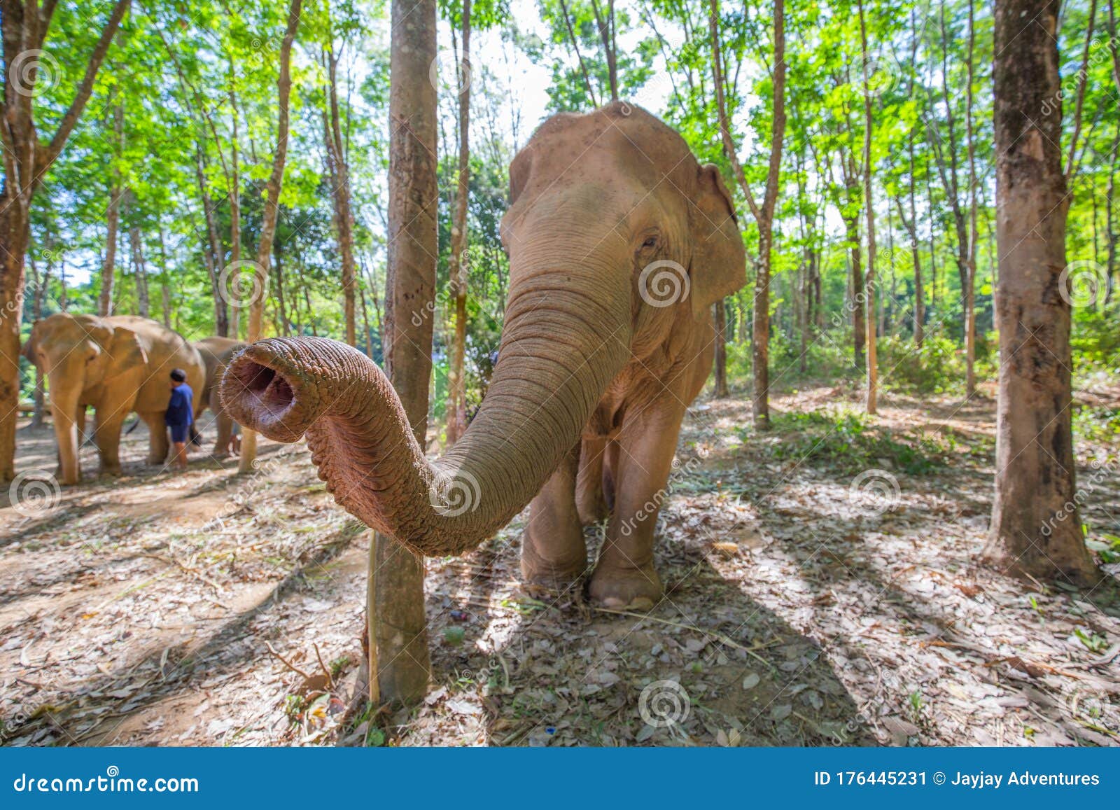 A Close Up of an Asian Elephant`s Trunk Stock Image - Image of asia ...