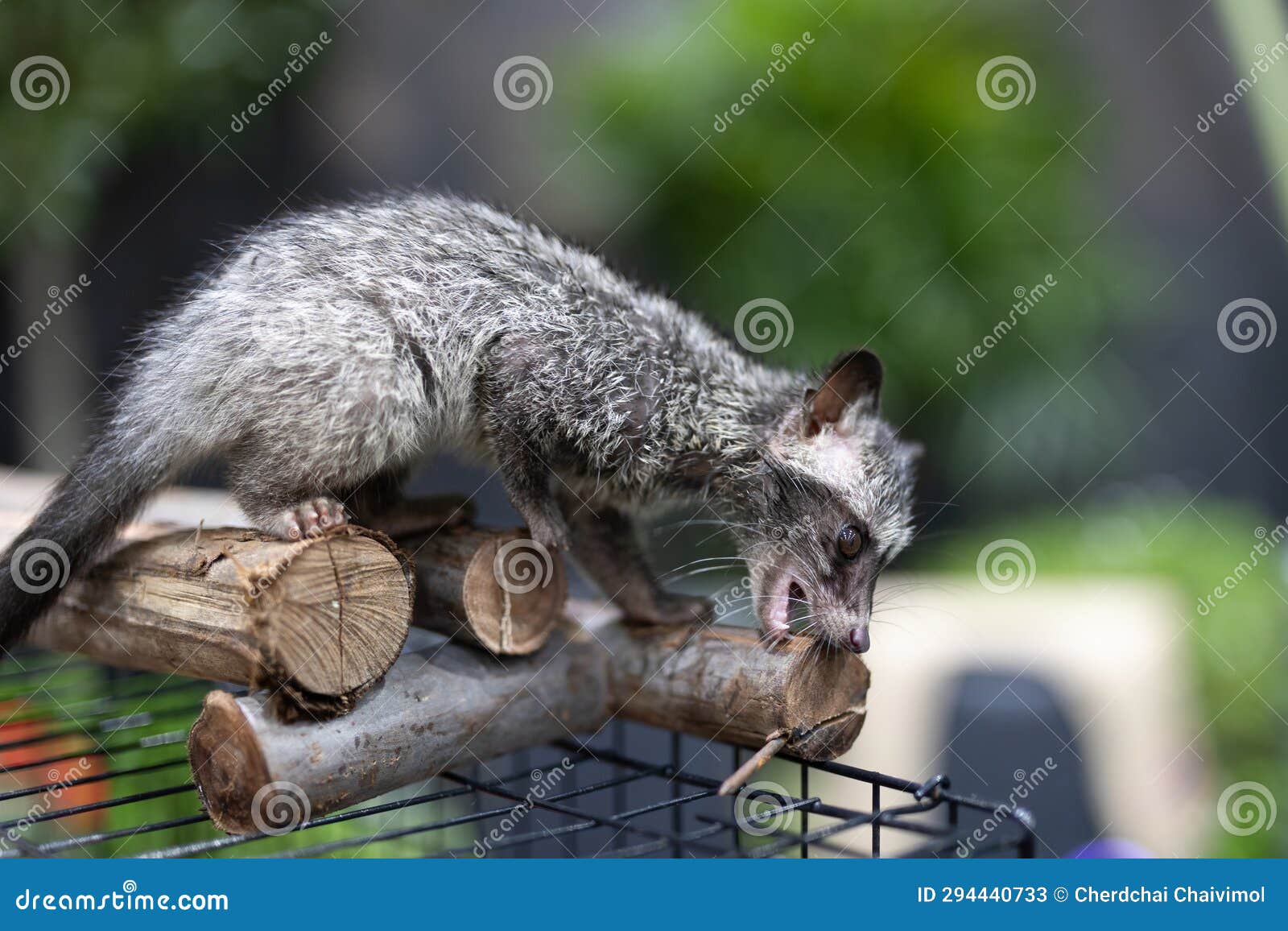 Close-up of an Asian Palm Civet on a Log. Stock Image - Image of musang ...